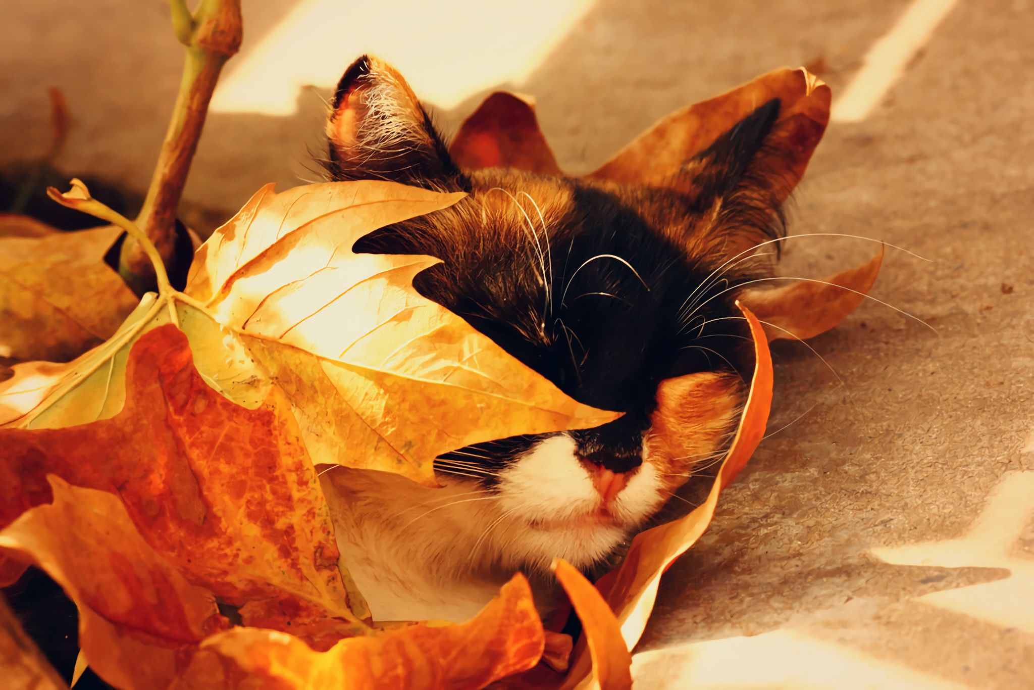 Desktop Autumn Cat Wallpapers - Wallpaper Cave