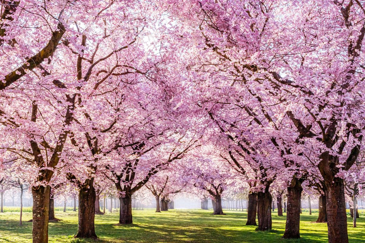 Pink Blossom Tree Wallpapers - Wallpaper Cave