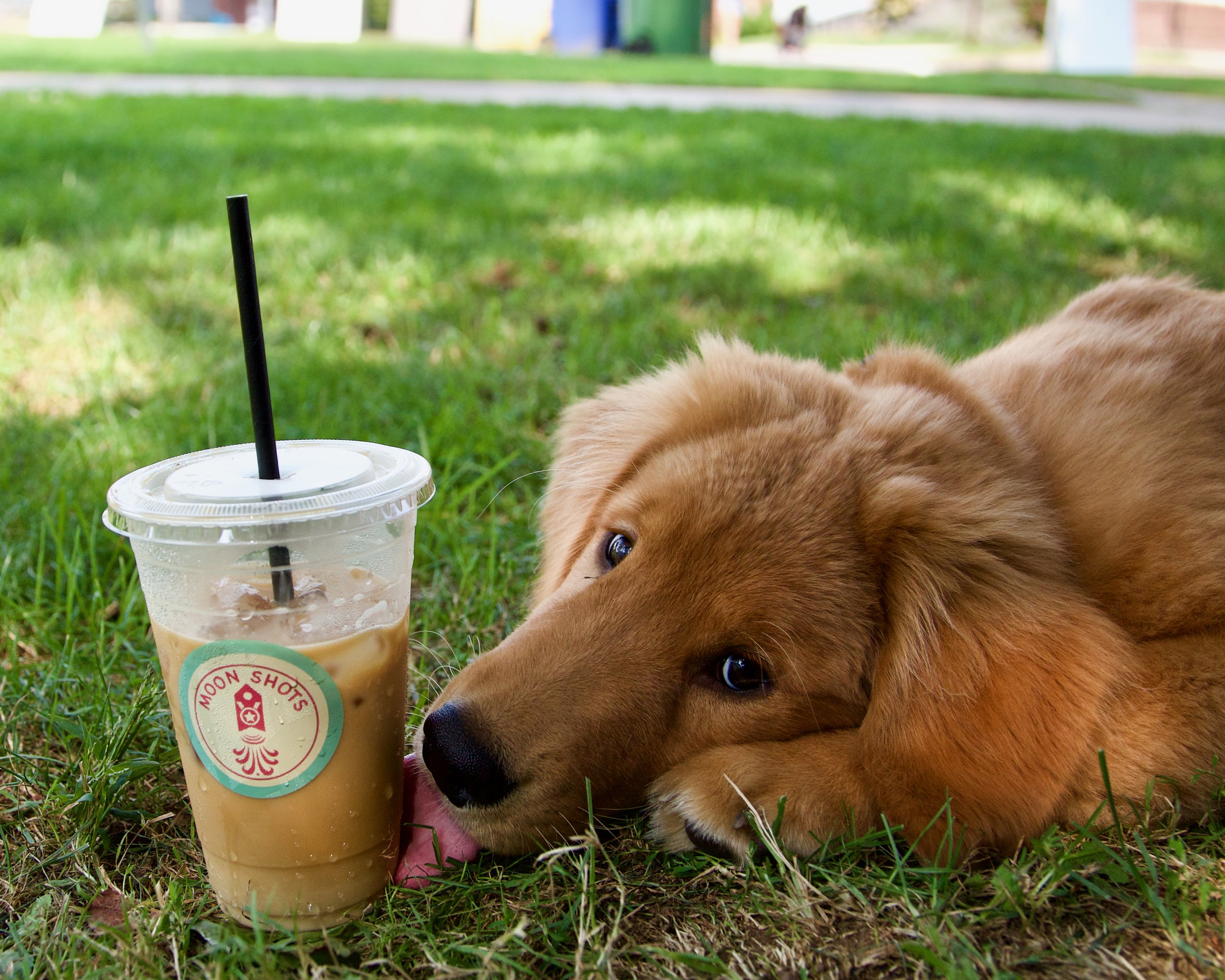 Preppy Puppies Wallpapers - Wallpaper Cave