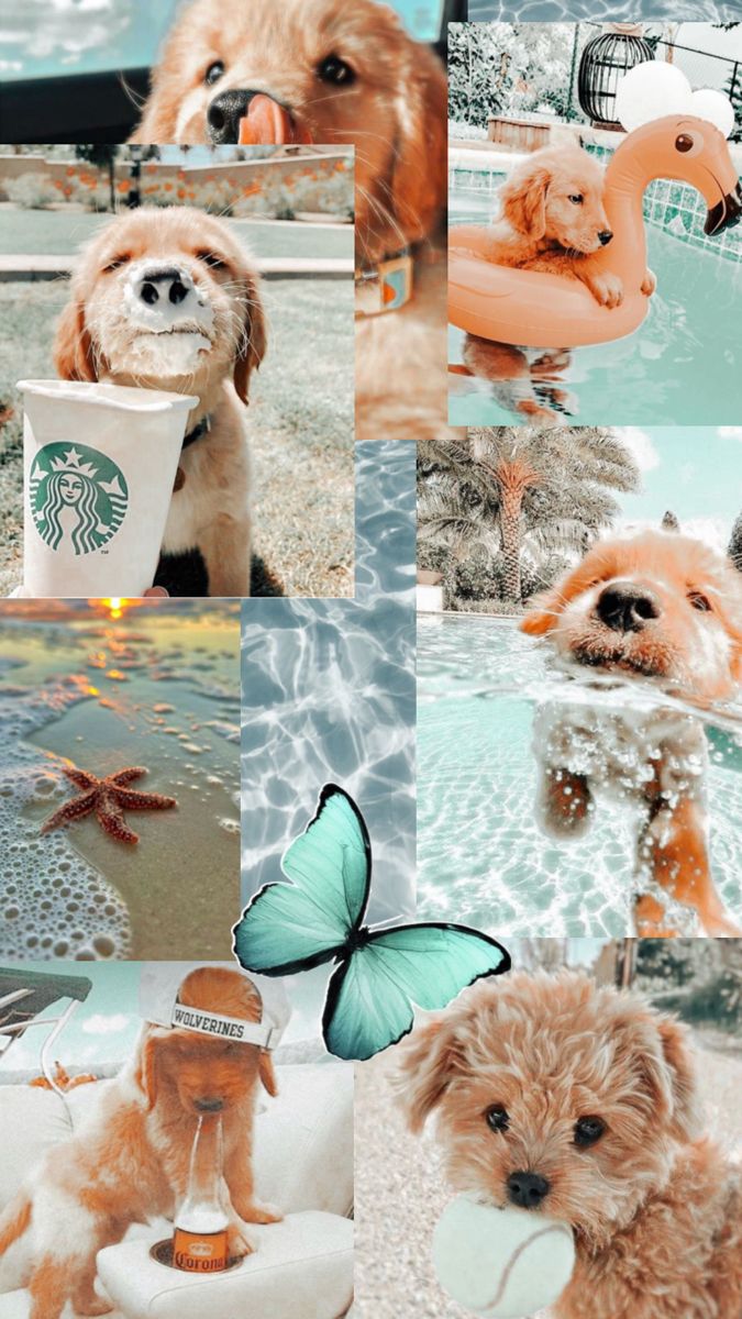 Preppy Puppies Wallpapers - Wallpaper Cave