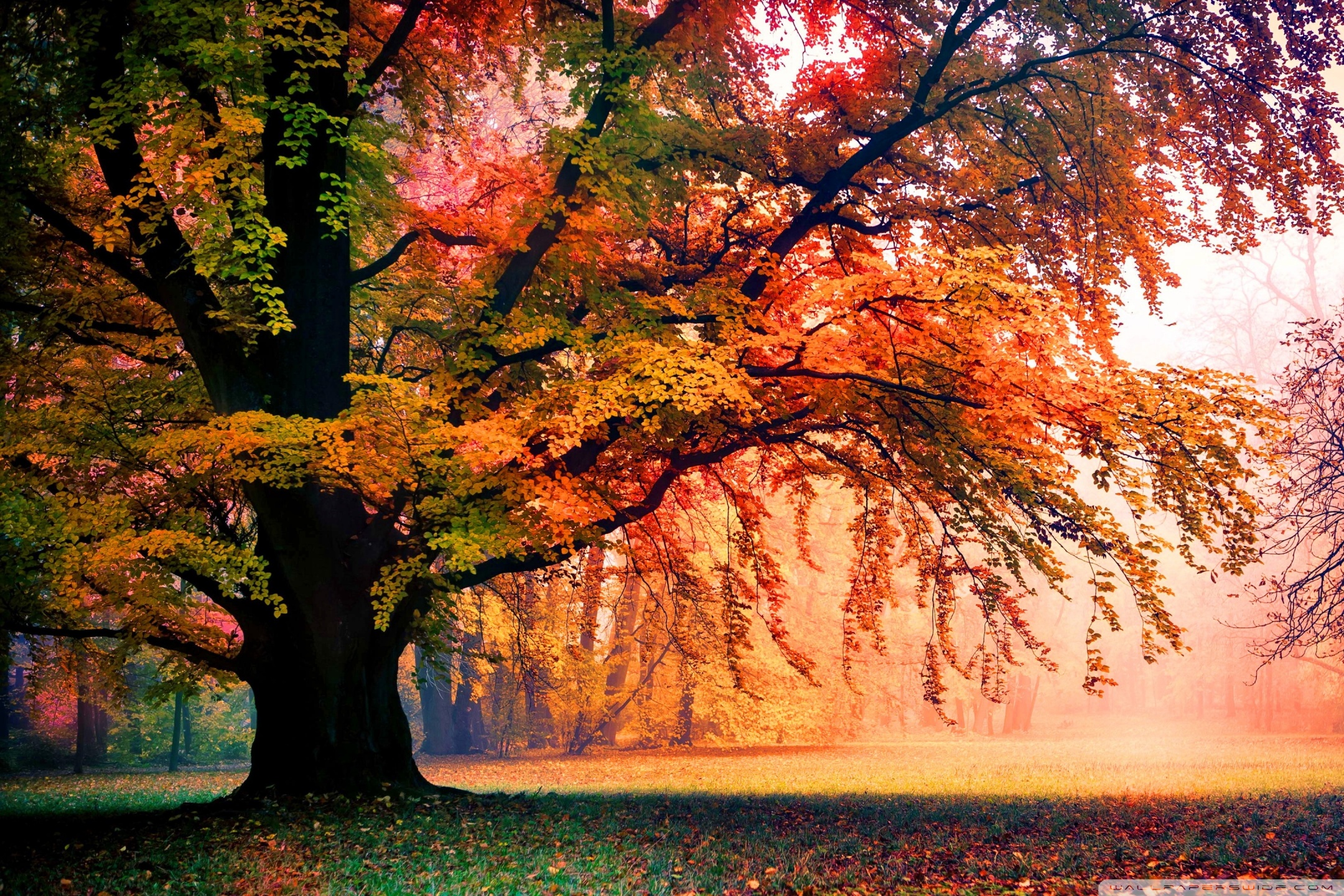 Colorful Trees Wallpapers - Wallpaper Cave
