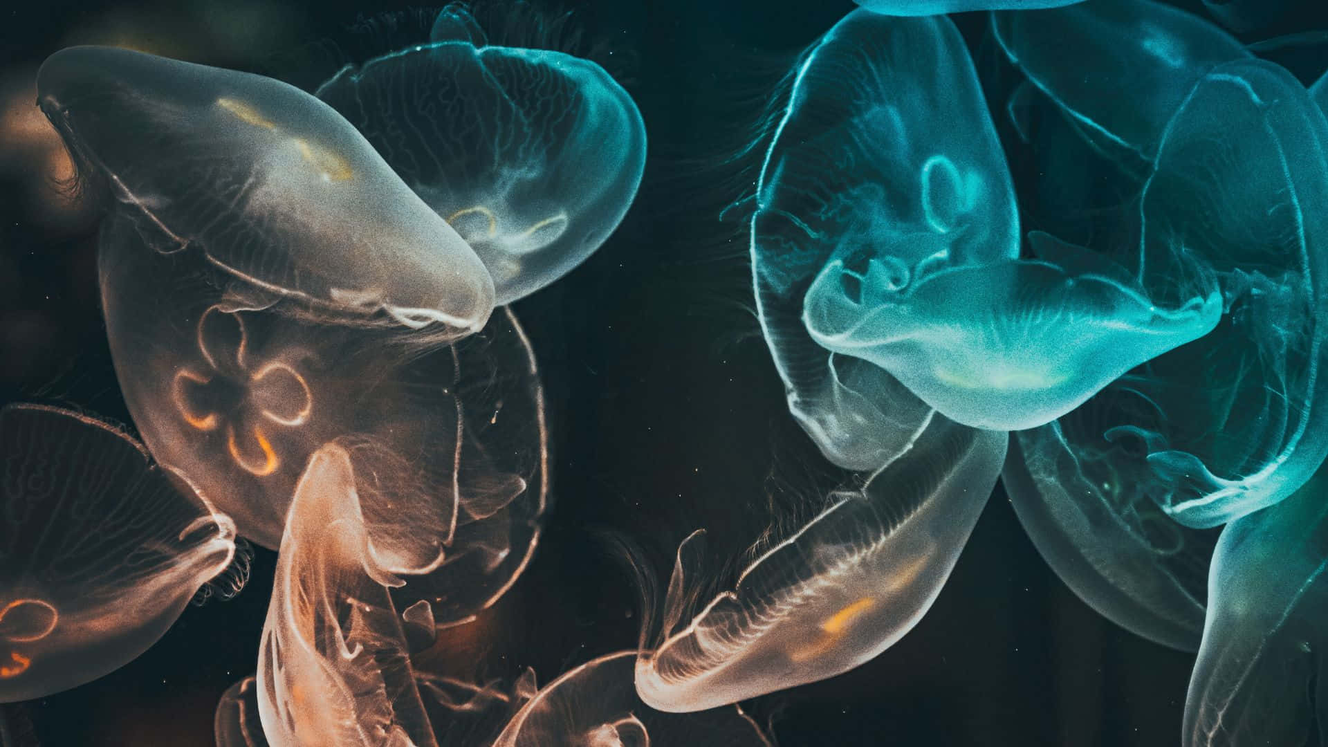 Jelly Aesthetic Wallpapers - Wallpaper Cave