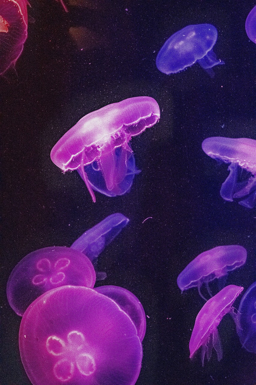 Jelly Aesthetic Wallpapers - Wallpaper Cave