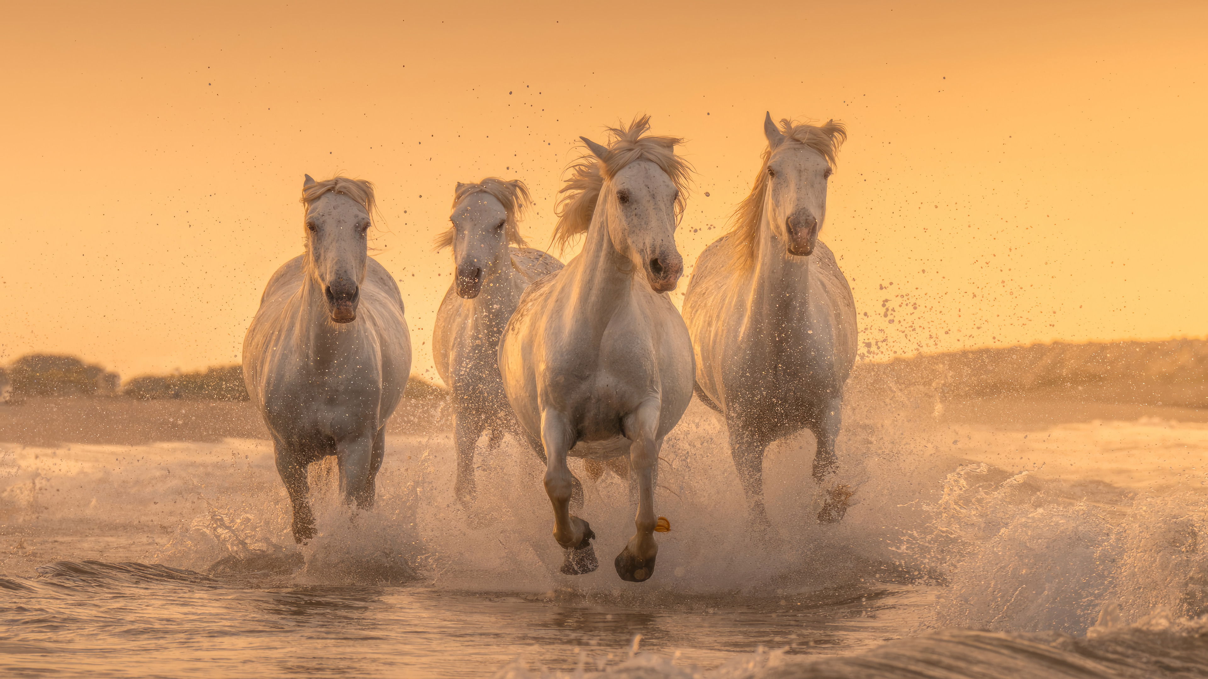 Horses 4k Wallpapers - Wallpaper Cave