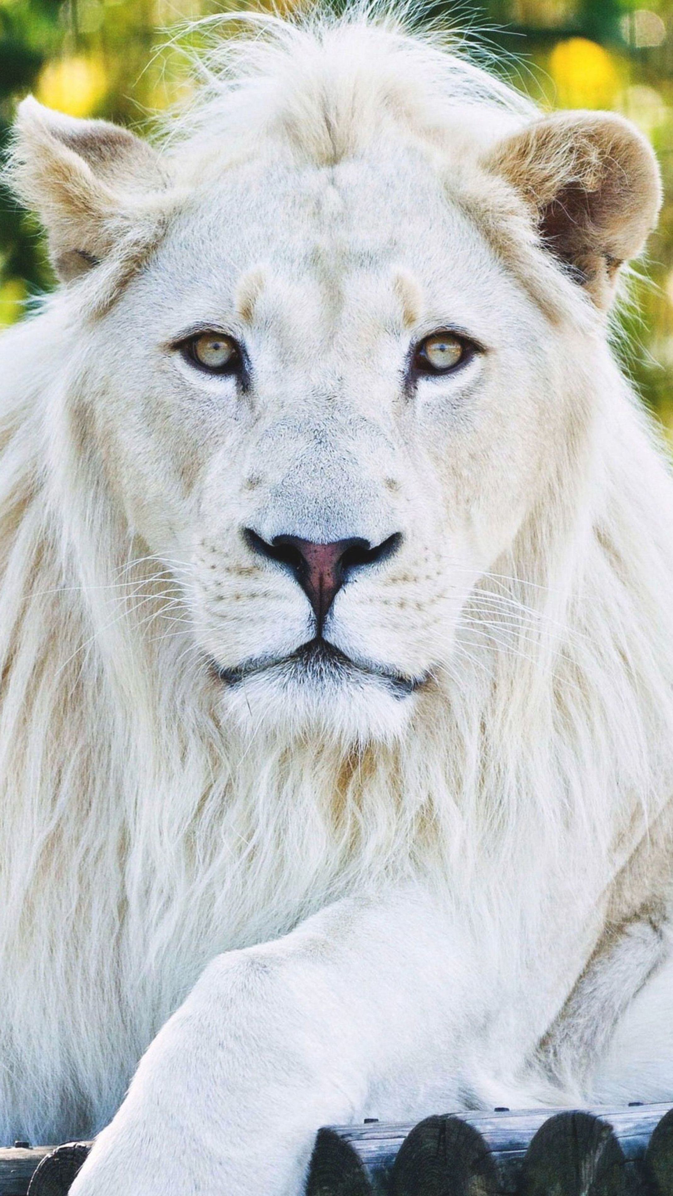 White Lion Images Hd Wallpapers Hd - Infoupdate.org