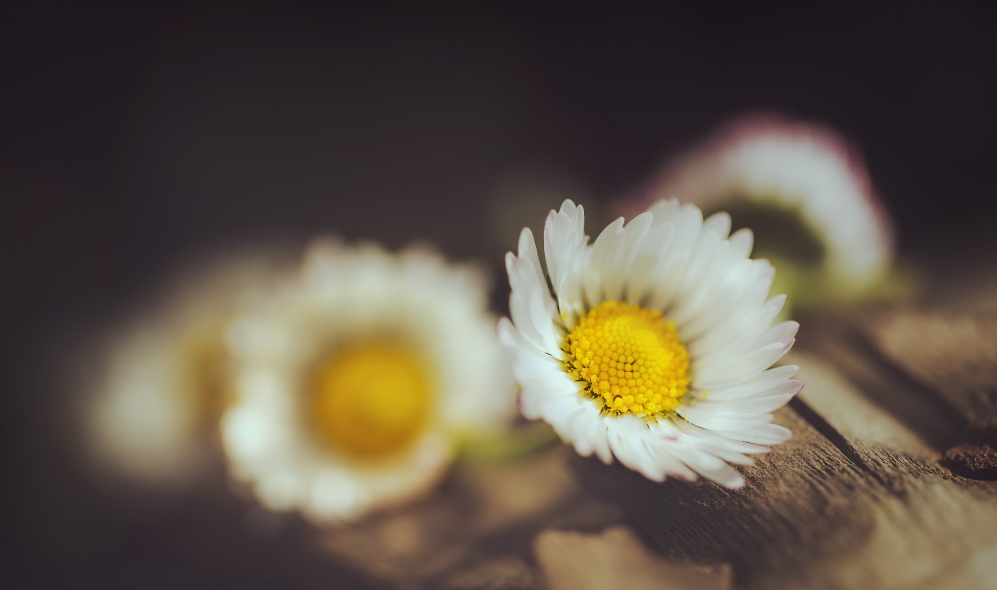 Macro Flower Wallpapers - Wallpaper Cave