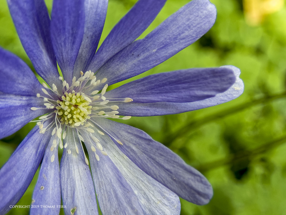 Macro Flower Wallpapers - Wallpaper Cave