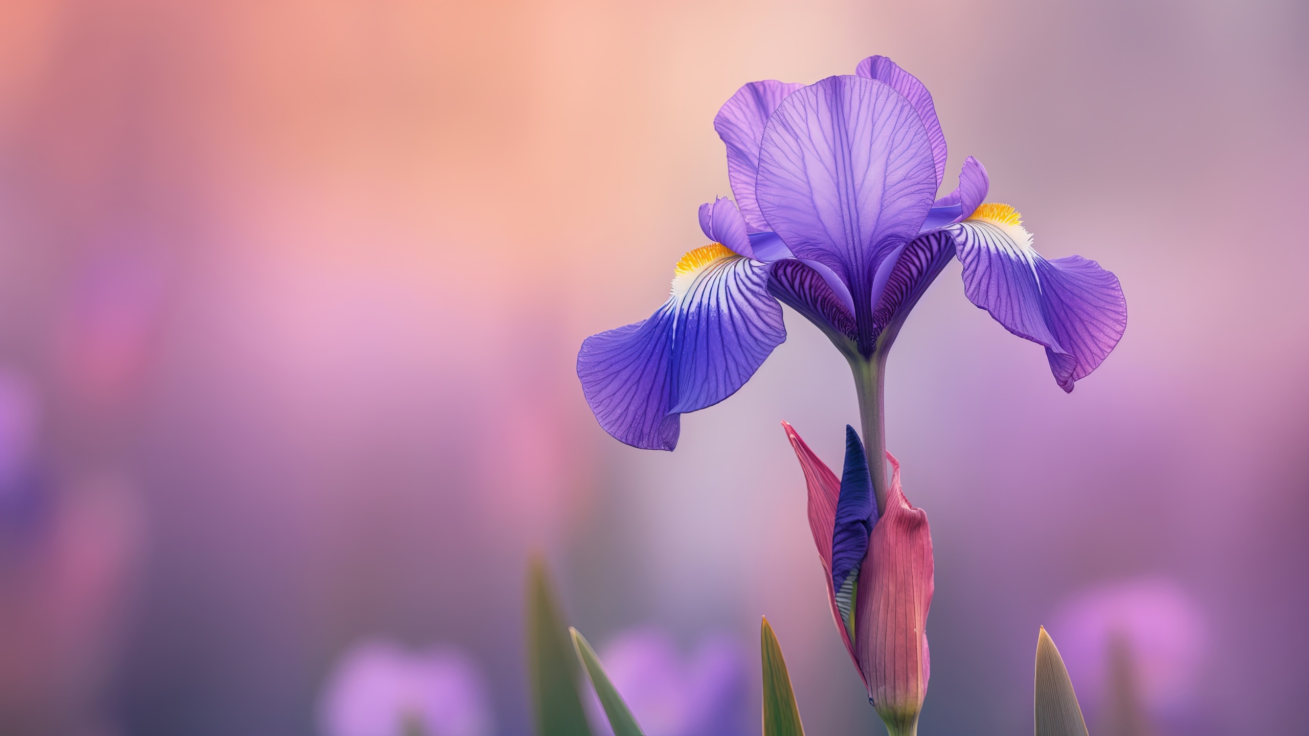 Macro Flower Wallpapers - Wallpaper Cave