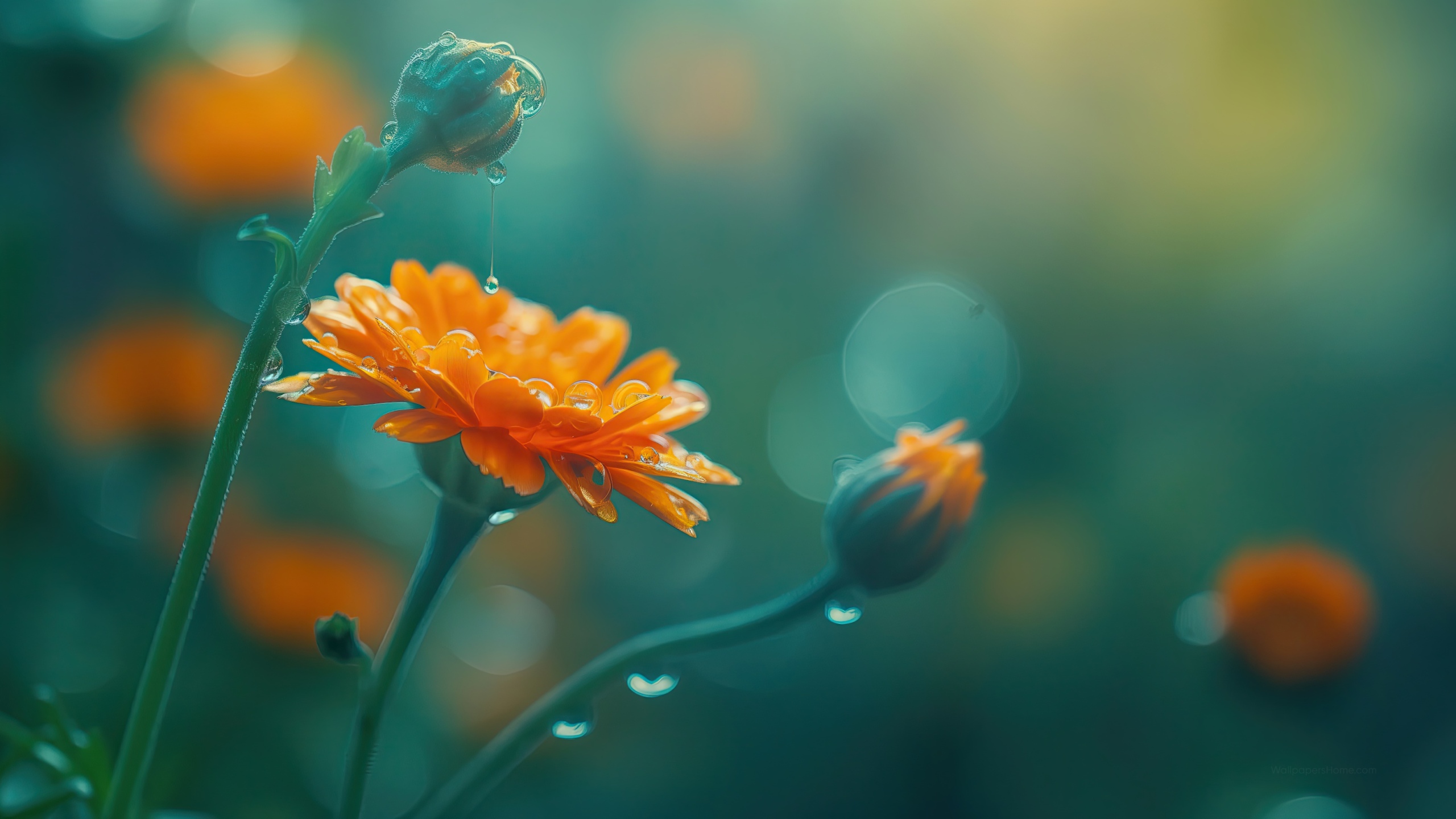 Macro Flower Wallpapers - Wallpaper Cave