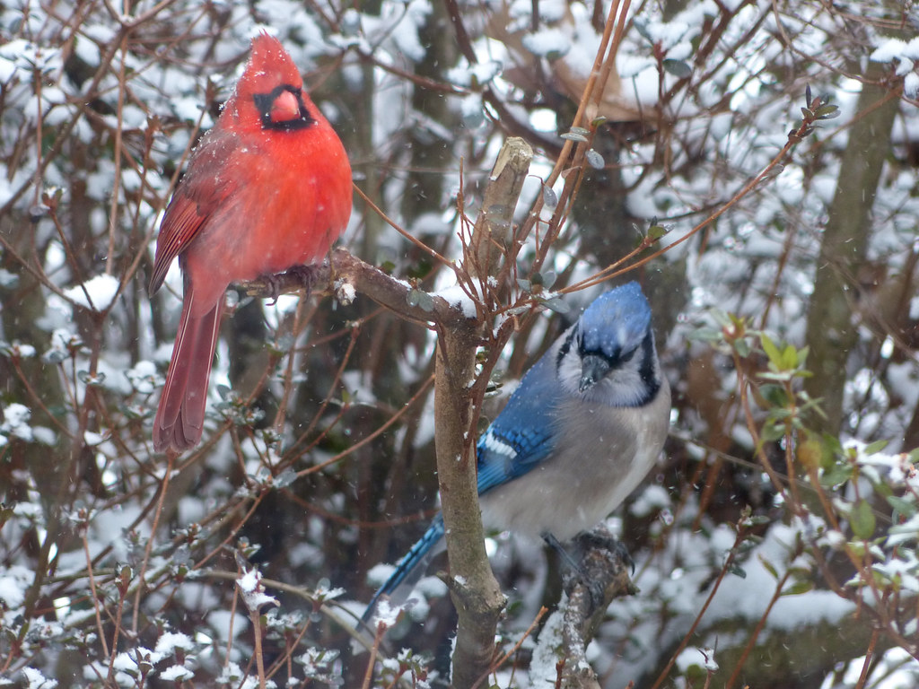 Cardinals And Blue Jays Wallpapers - Wallpaper Cave