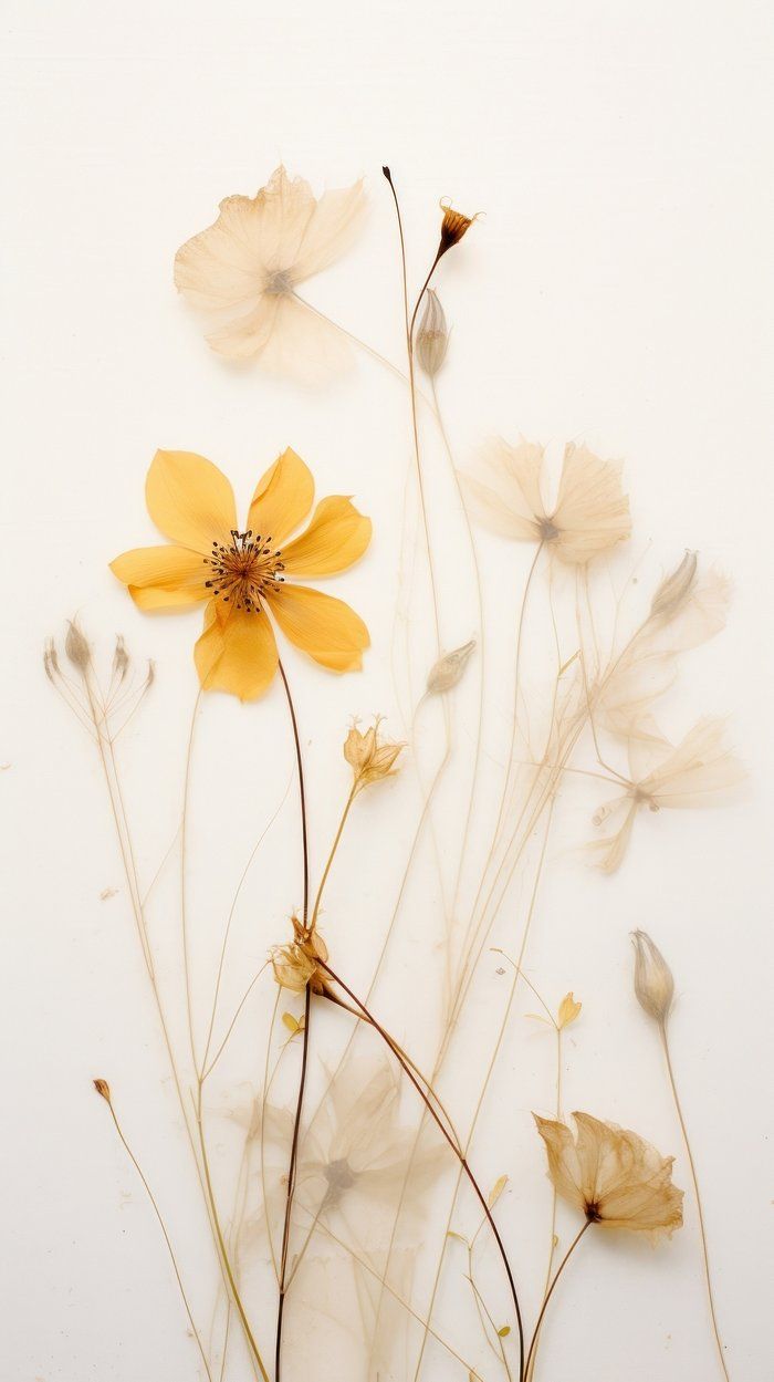 Wildflower Stems Wallpapers - Wallpaper Cave