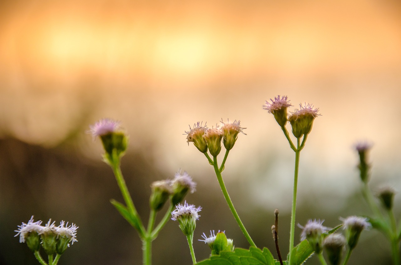 Wildflower Stems Wallpapers - Wallpaper Cave