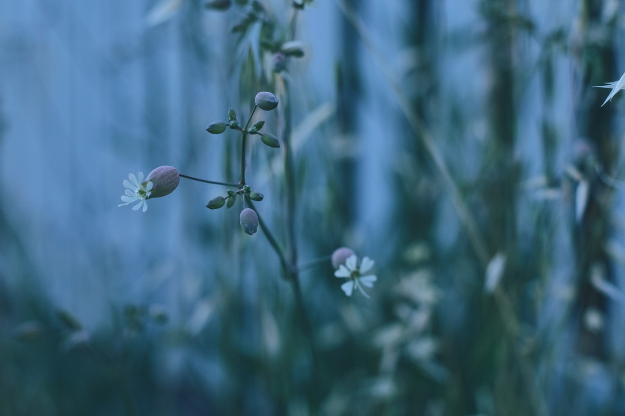 Wildflower Stems Wallpapers - Wallpaper Cave