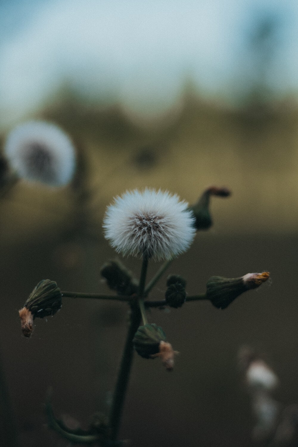 Wildflower Stems Wallpapers - Wallpaper Cave