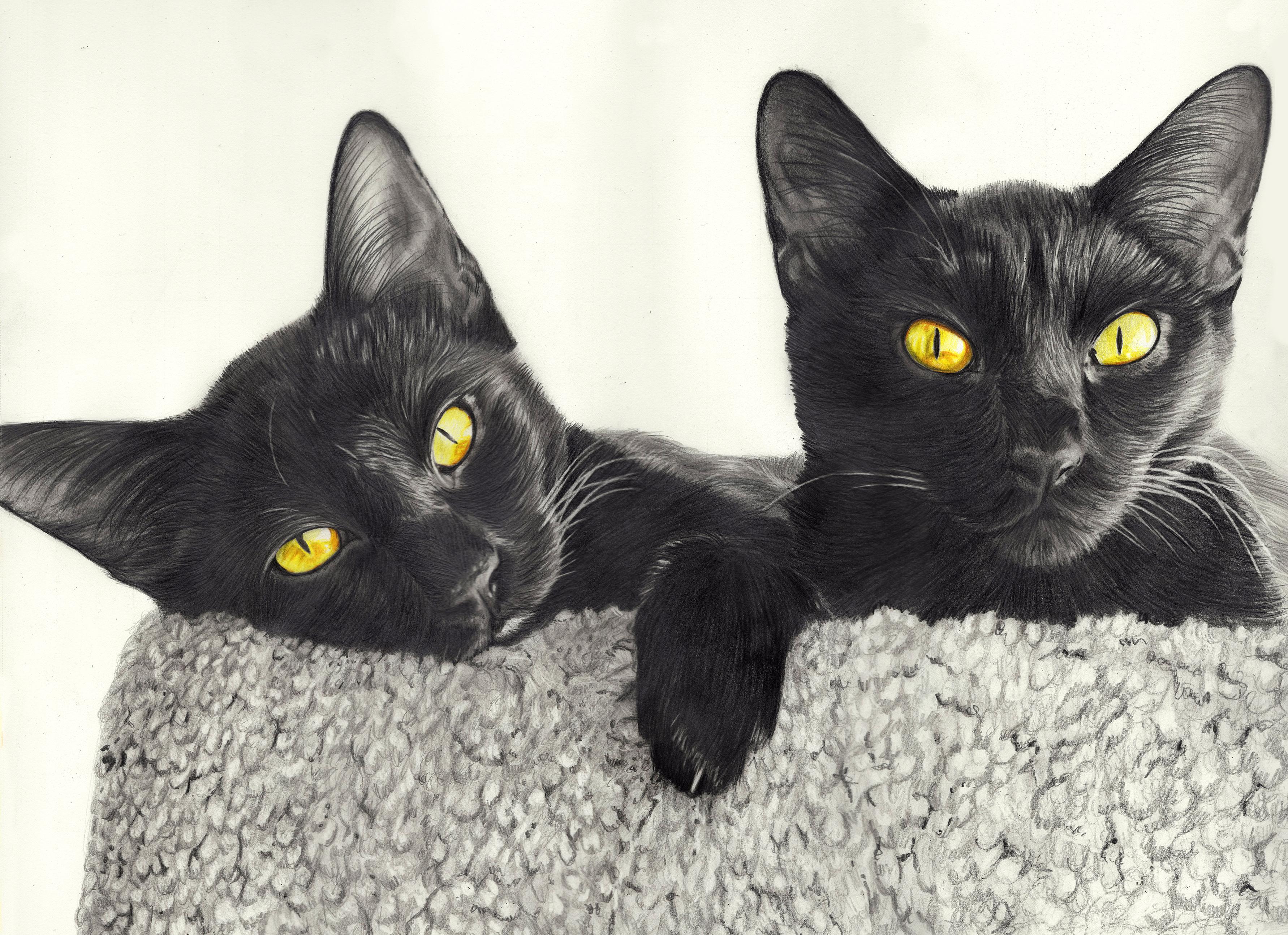 Two Cats Together Wallpapers - Wallpaper Cave