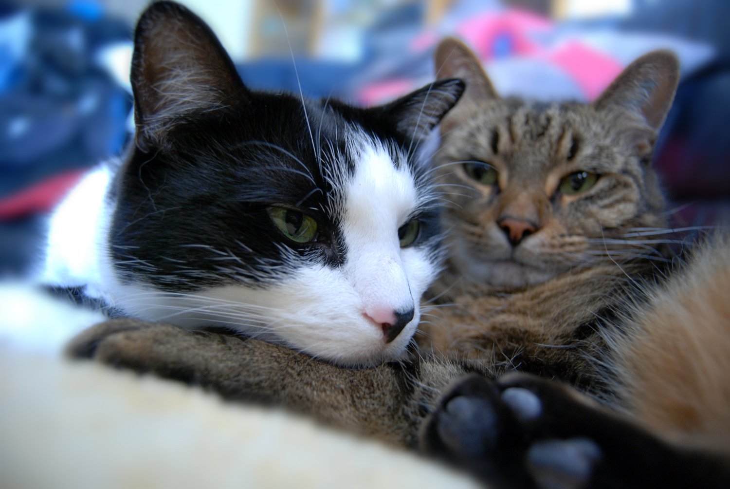 Two Cats Together Wallpapers - Wallpaper Cave