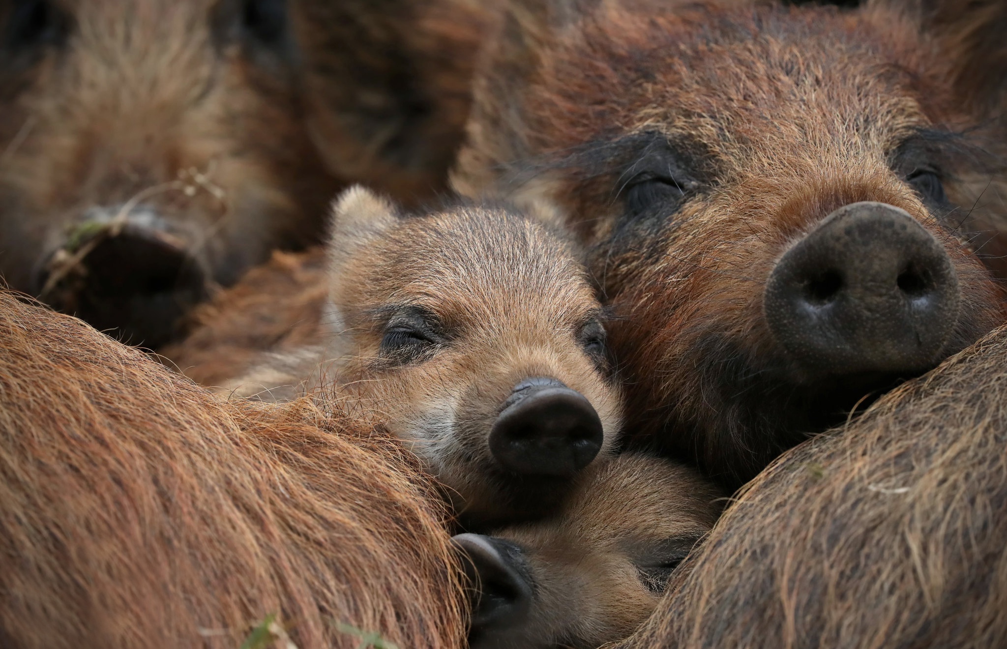 Wild Hog Wallpapers - Wallpaper Cave