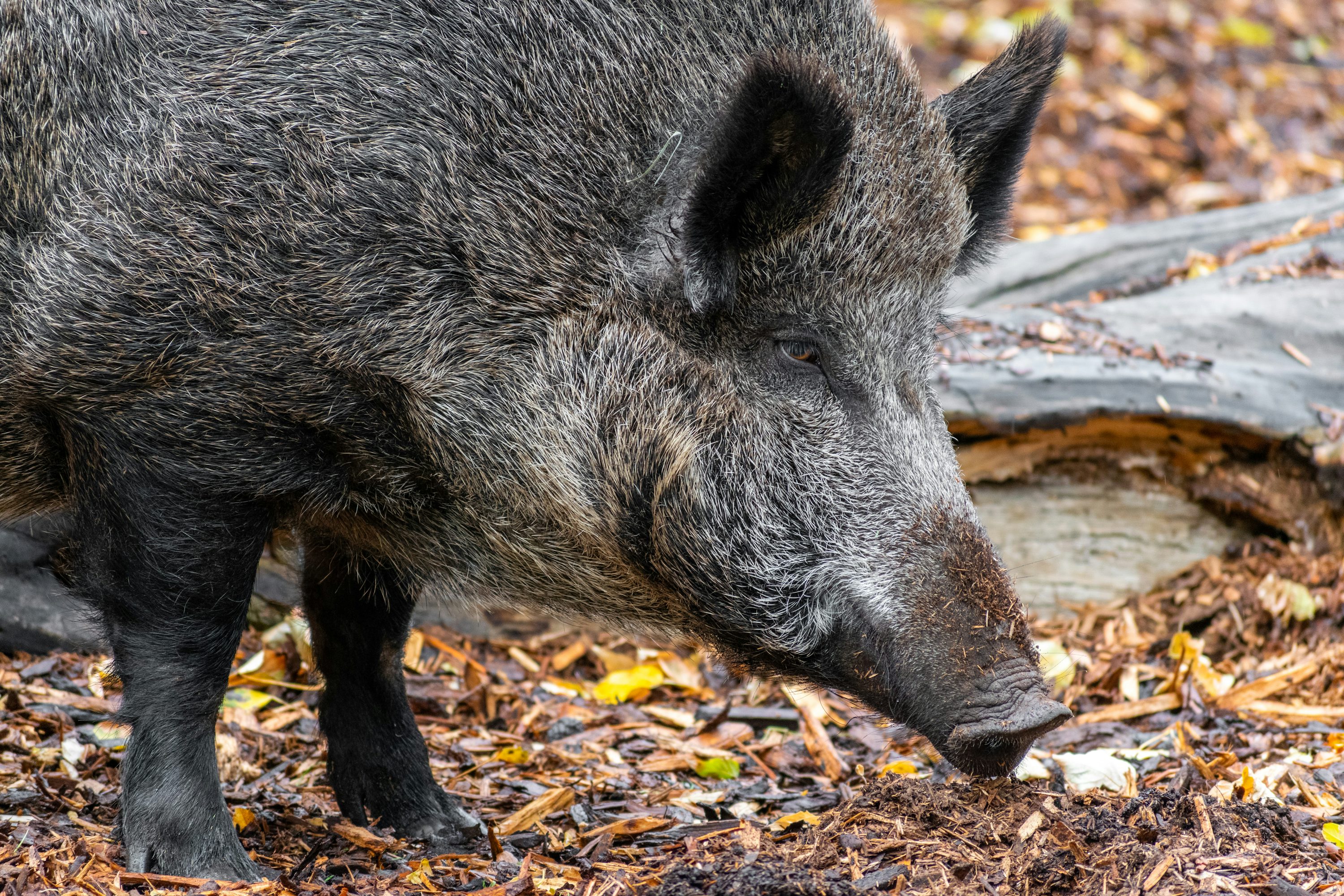 Wild Hog Wallpapers - Wallpaper Cave