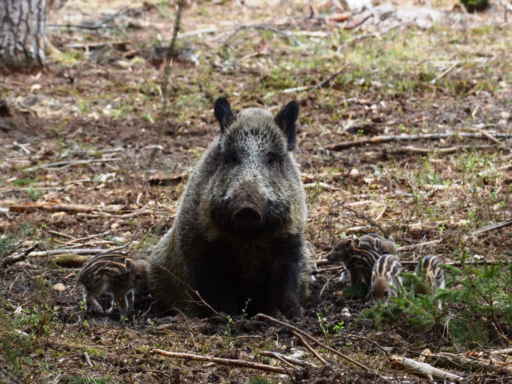 Wild Hog Wallpapers - Wallpaper Cave