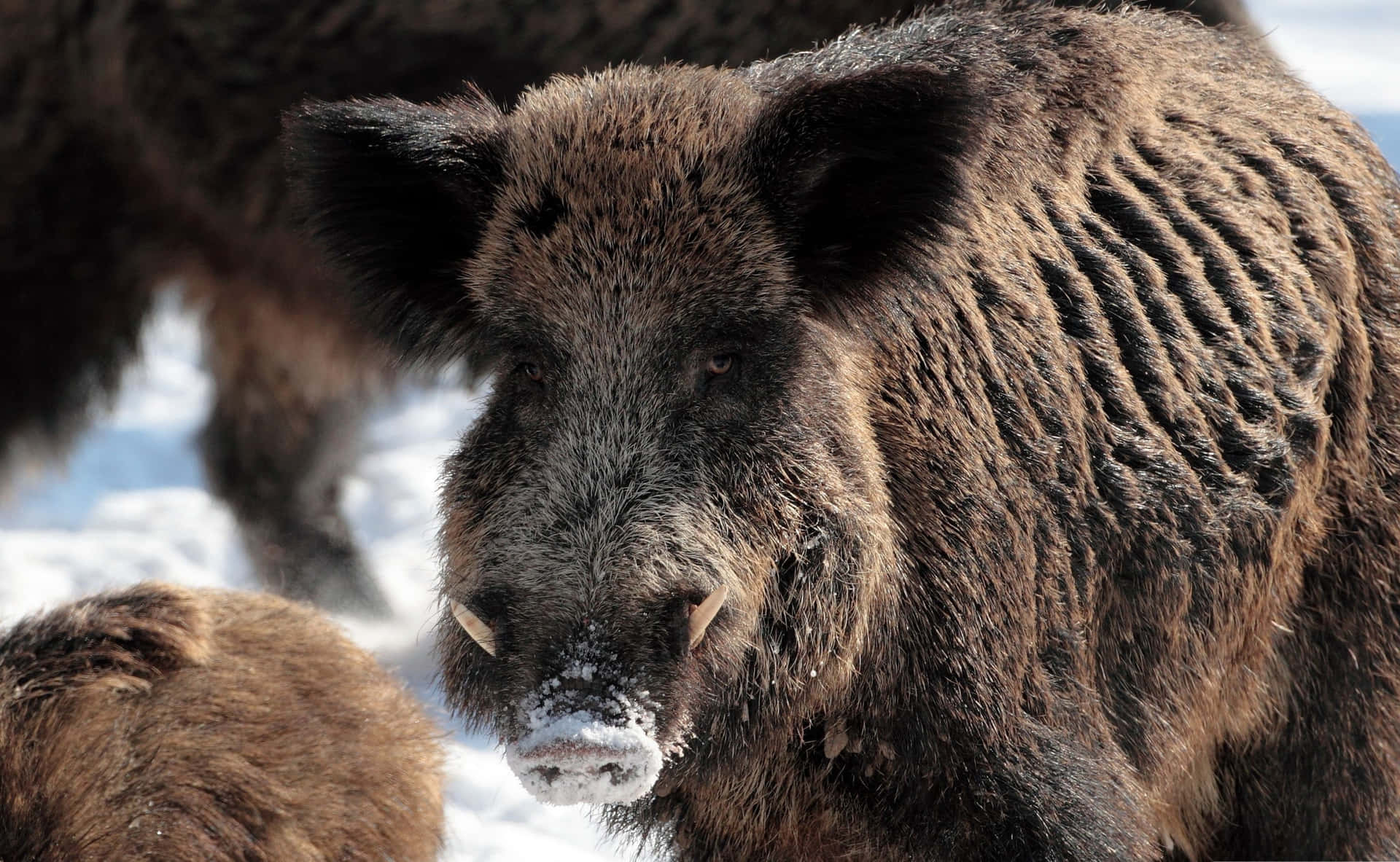 Wild Hog Wallpapers - Wallpaper Cave