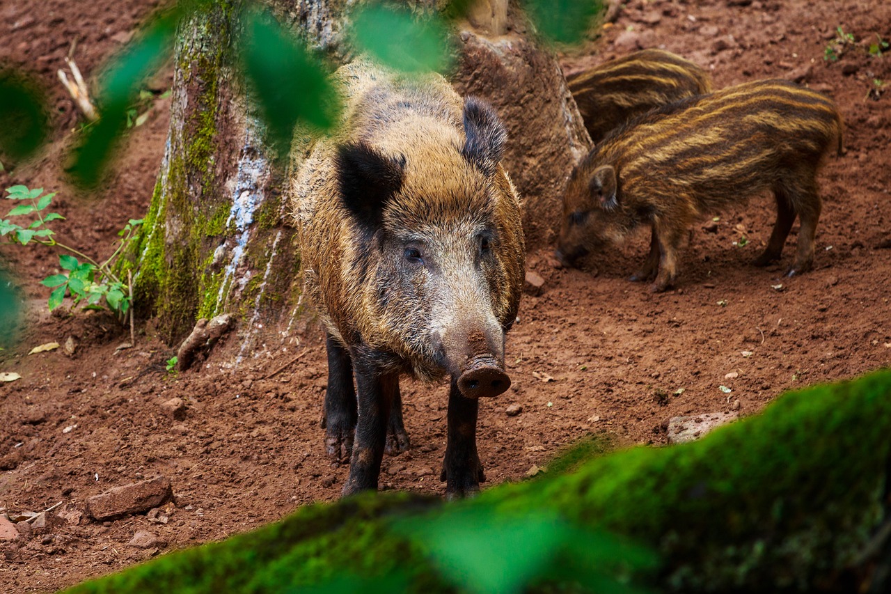 Wild Hog Wallpapers - Wallpaper Cave