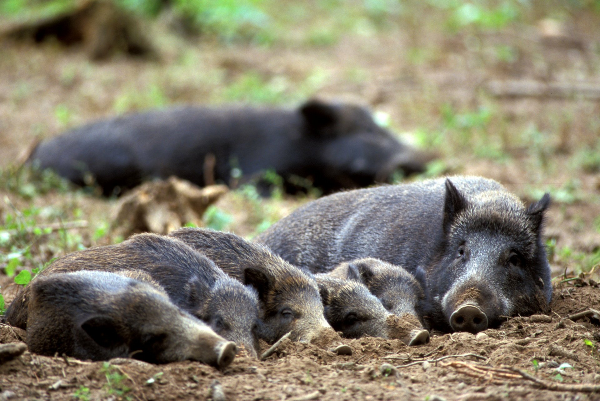 Wild Hog Wallpapers - Wallpaper Cave