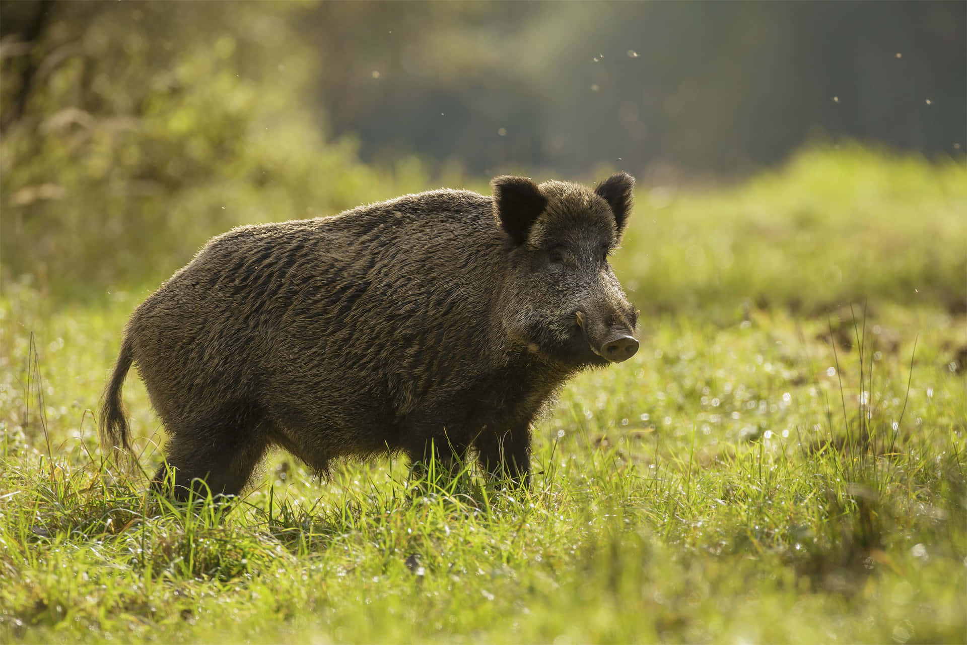 Wild Hog Wallpapers - Wallpaper Cave