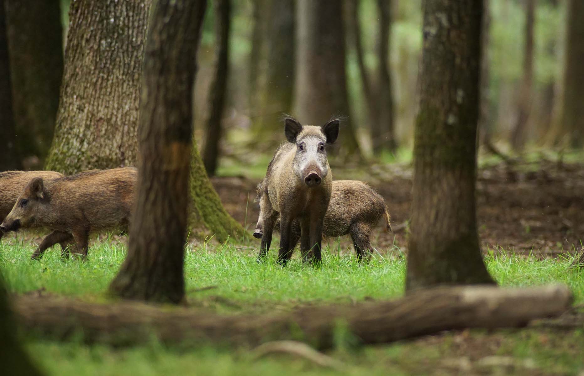 Wild Hog Wallpapers - Wallpaper Cave