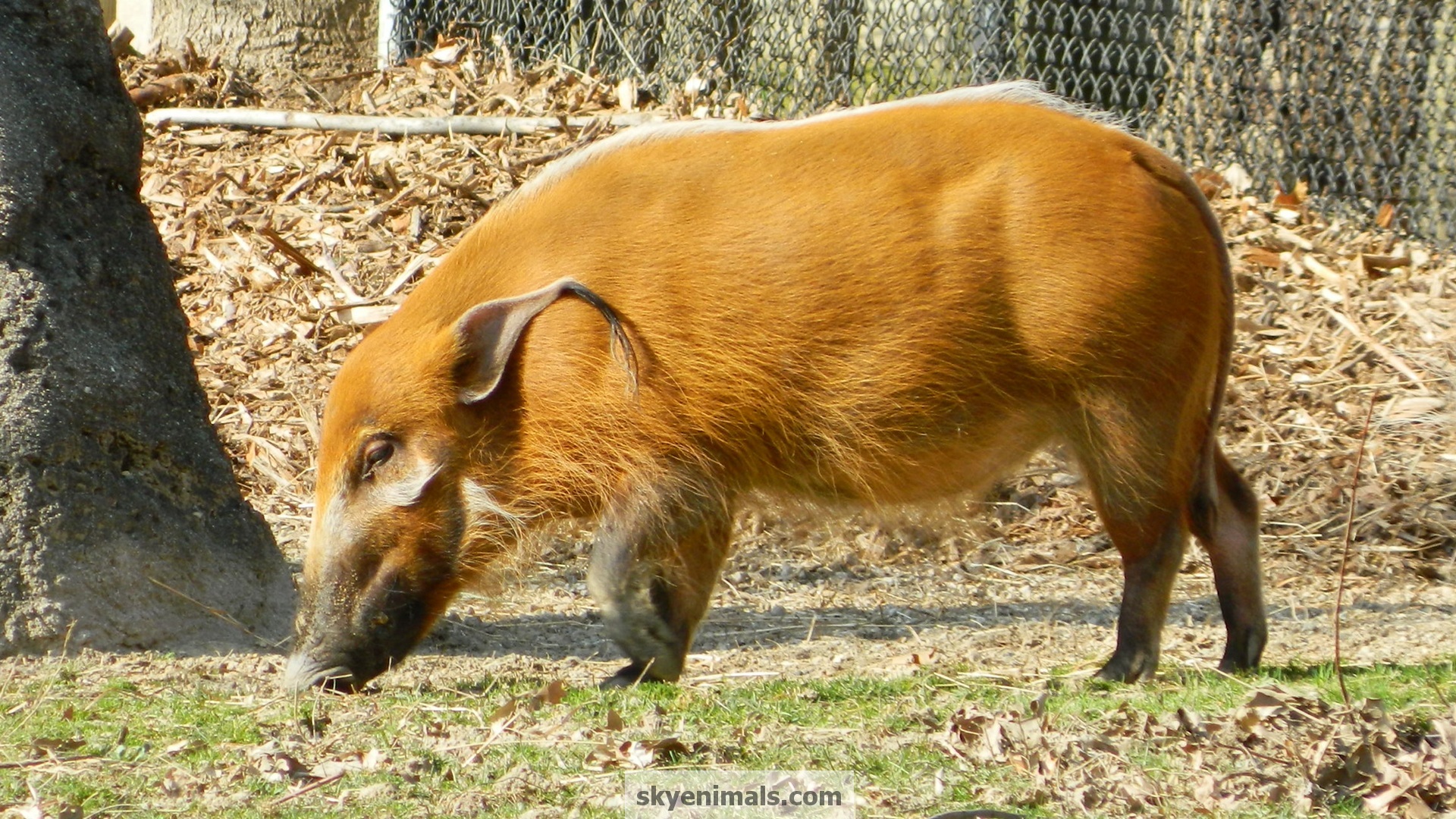 Wild Hog Wallpapers - Wallpaper Cave