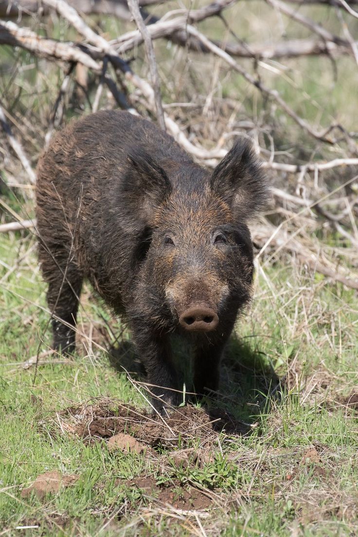 Wild Hog Wallpapers - Wallpaper Cave