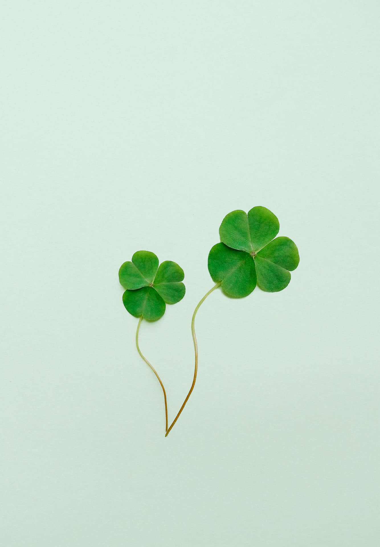 Clover Wallpapers - Wallpaper Cave