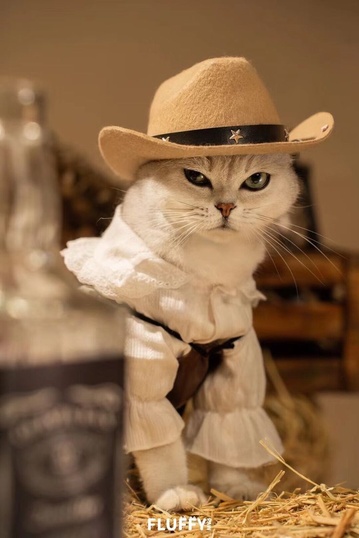 Cowboy Cats Wallpapers - Wallpaper Cave
