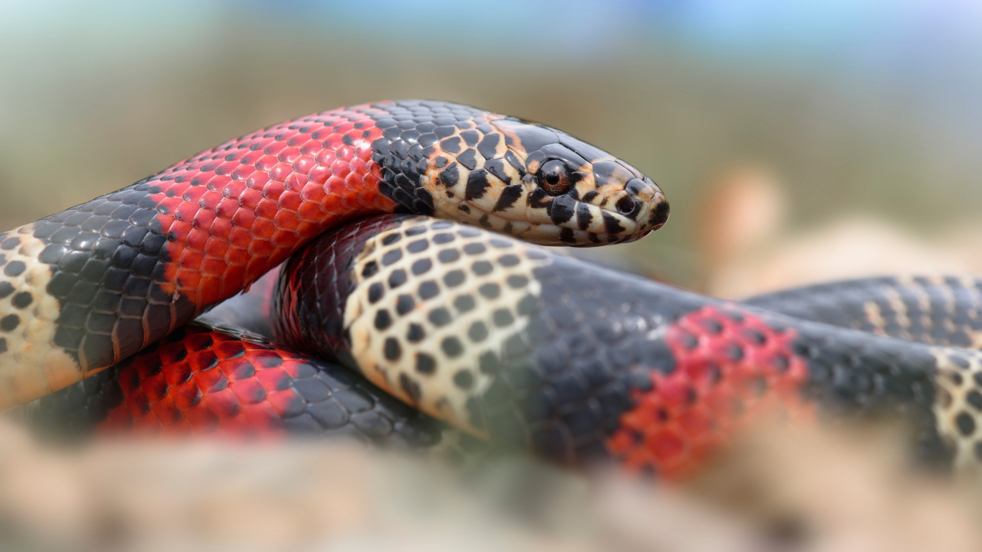 Milk Snake Wallpapers - Wallpaper Cave
