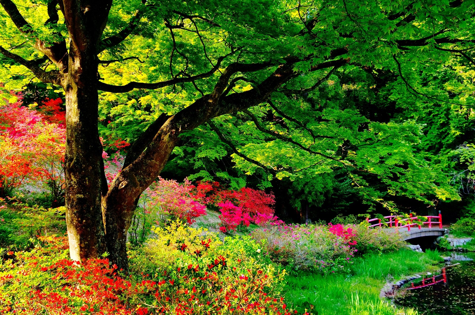 Colorful Trees Wallpapers - Wallpaper Cave