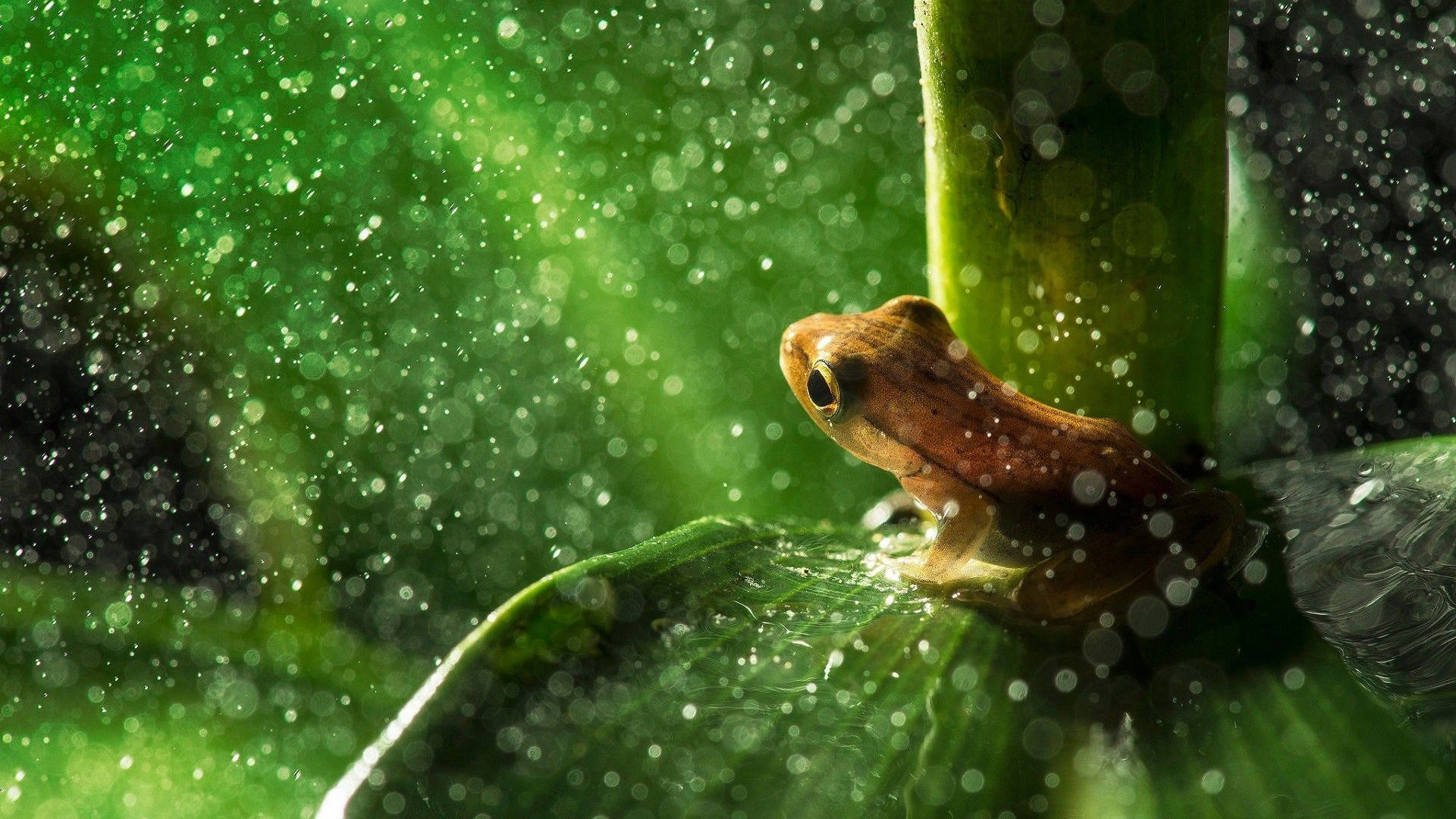 Frog Wallpapers - Wallpaper Cave