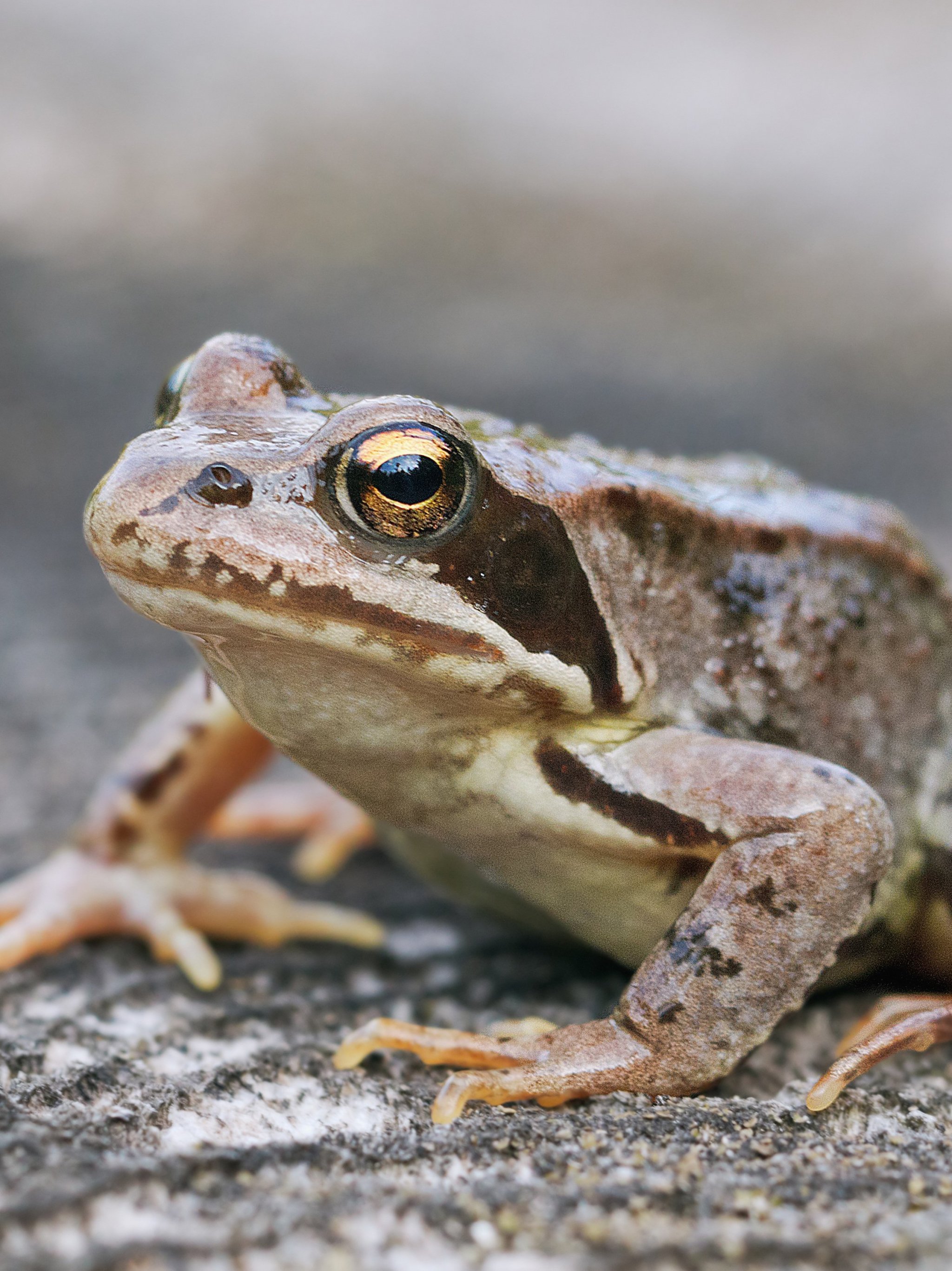Frog Wallpapers - Wallpaper Cave