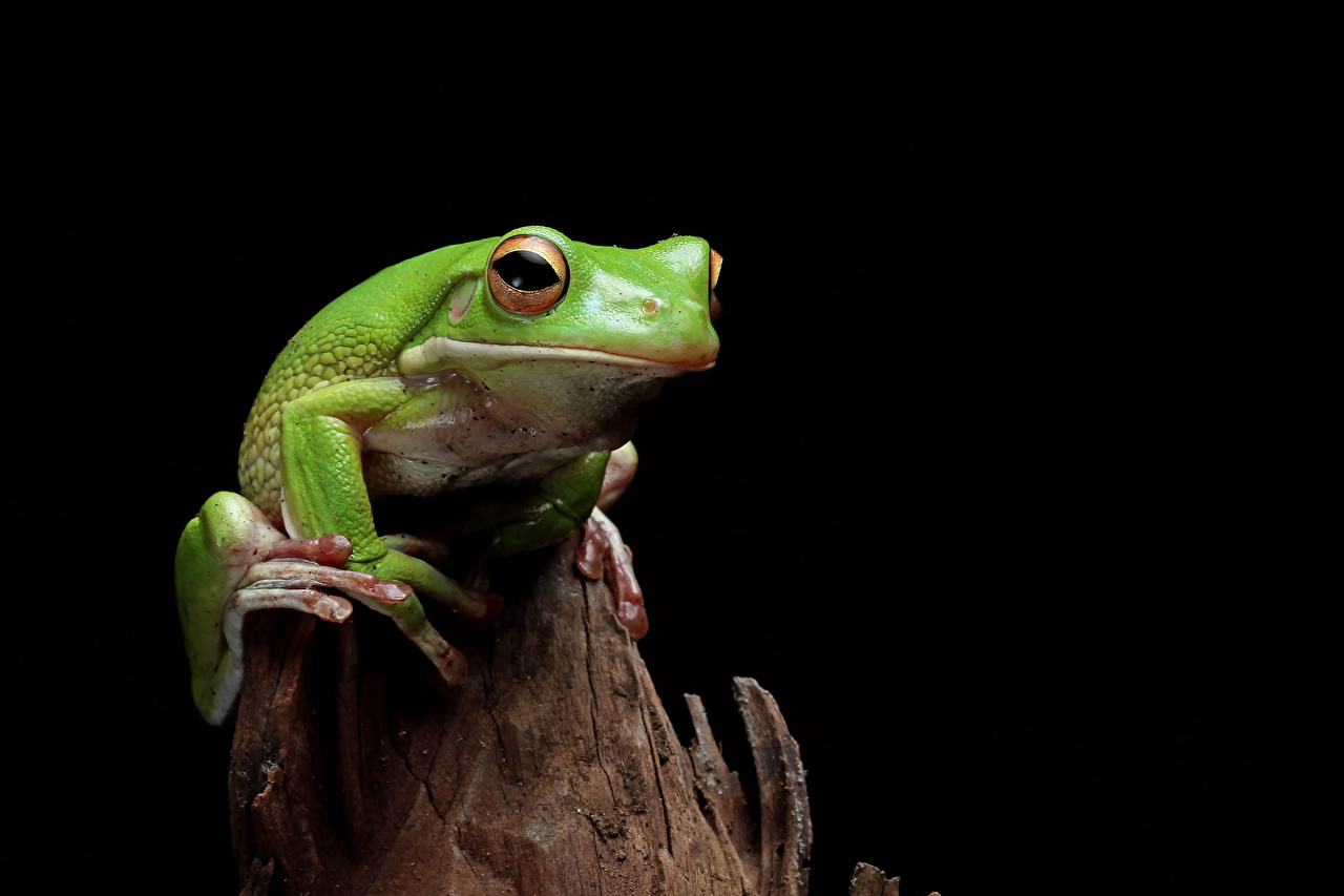 Frog Wallpapers - Wallpaper Cave