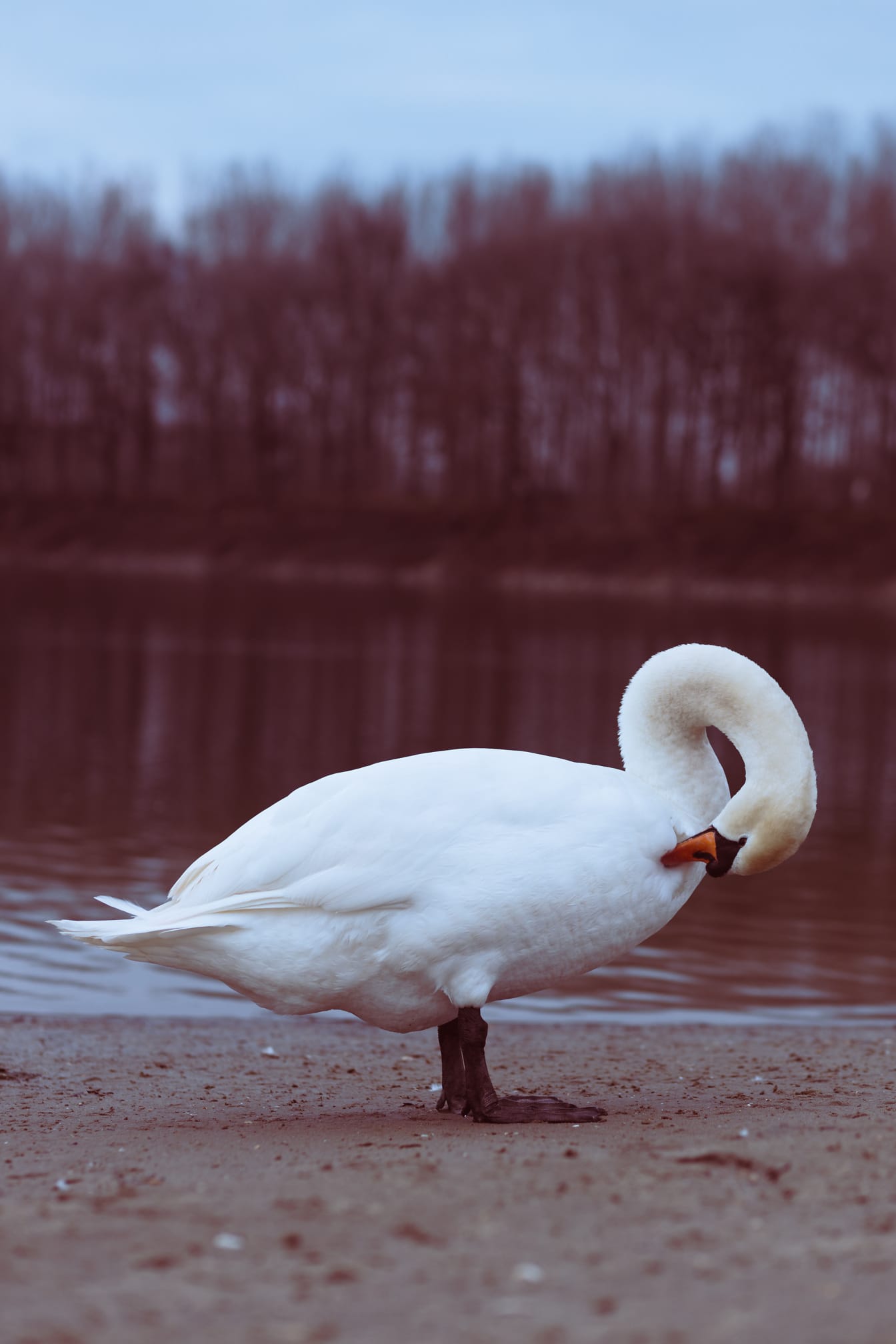 Swan Wallpapers - Wallpaper Cave