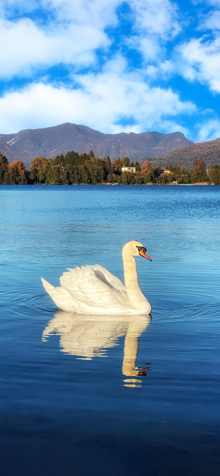 Swan Wallpapers - Wallpaper Cave