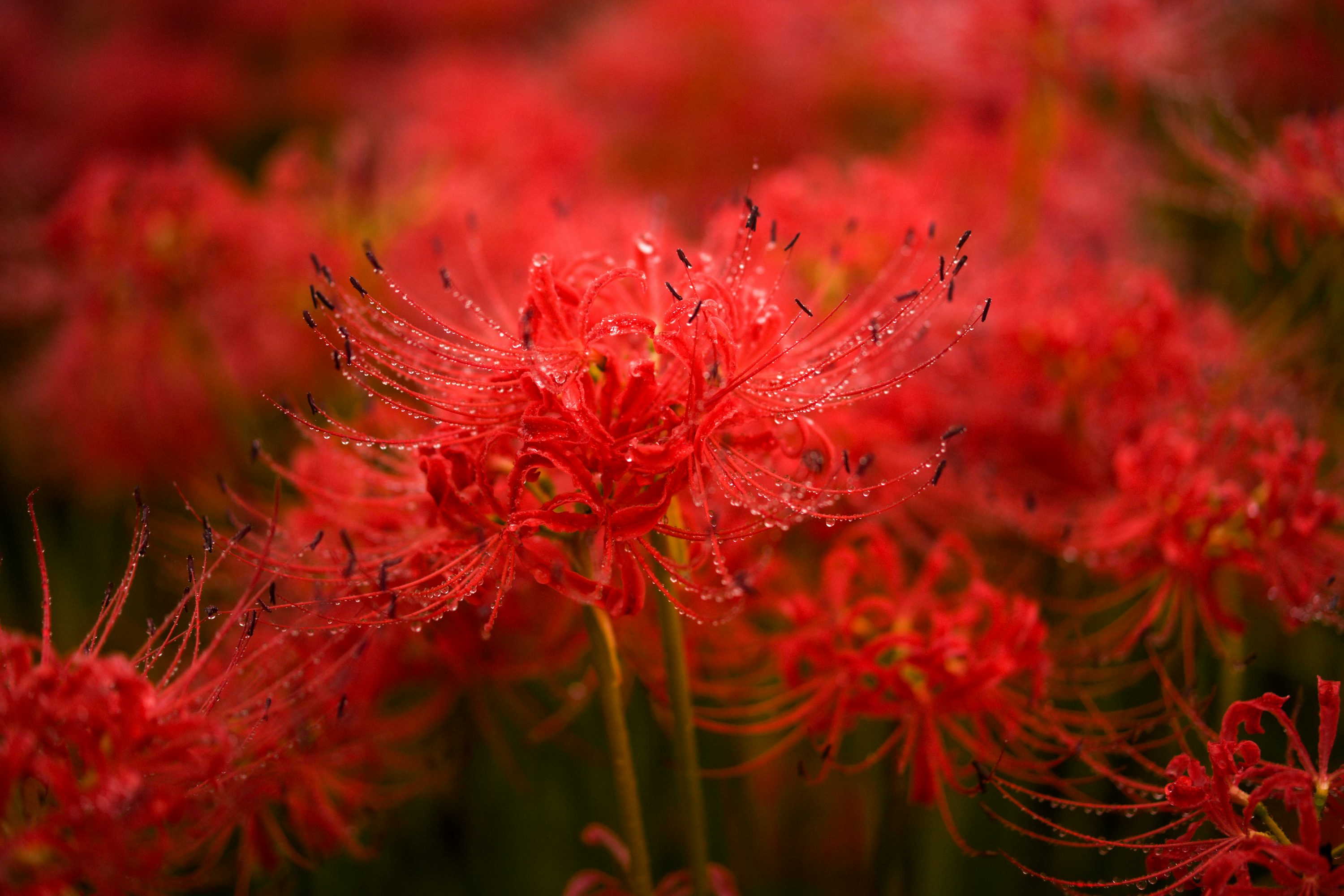 Red Spider Lily 4k Wallpapers - Wallpaper Cave