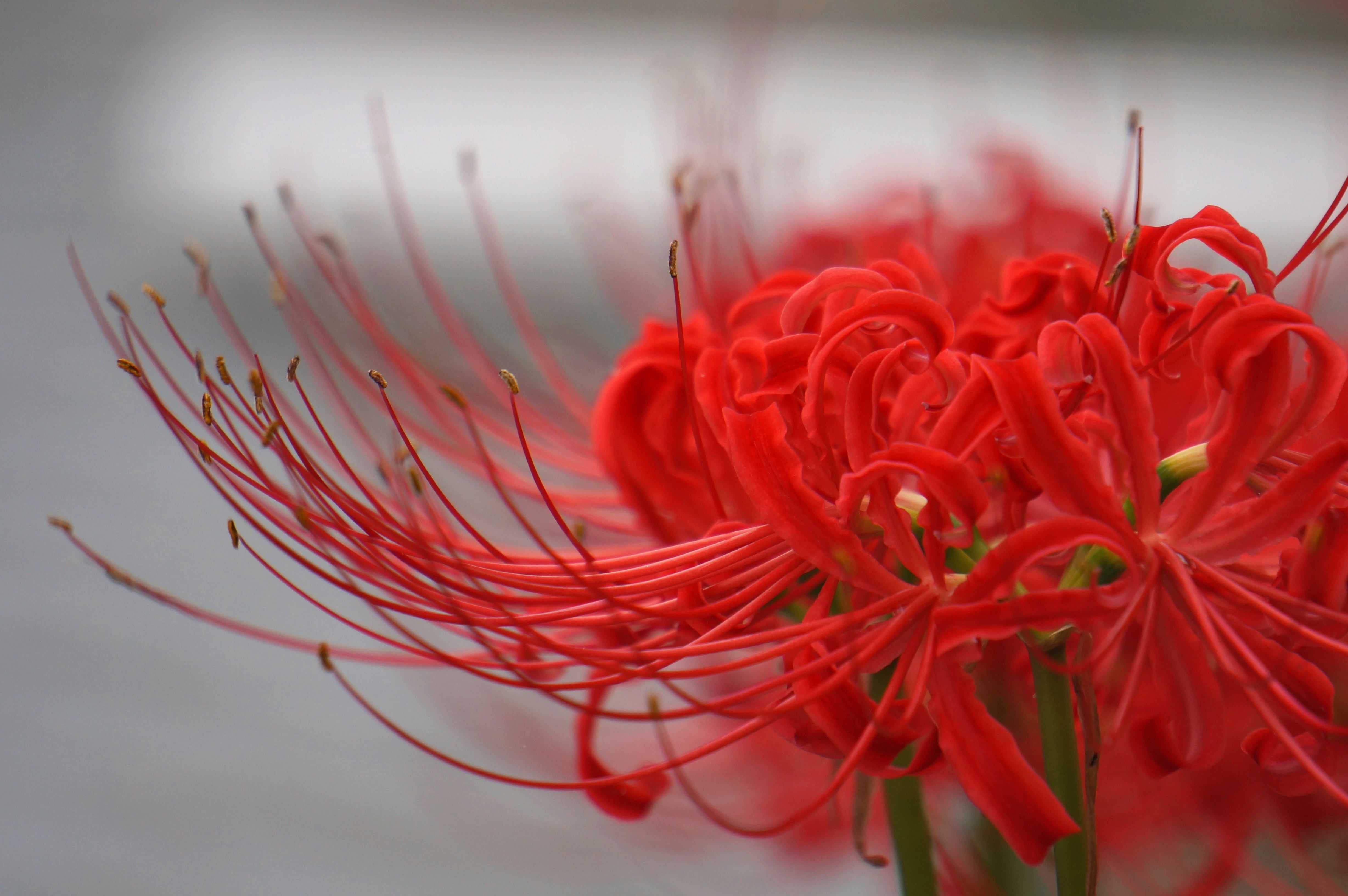Red Spider Lily 4k Wallpapers - Wallpaper Cave
