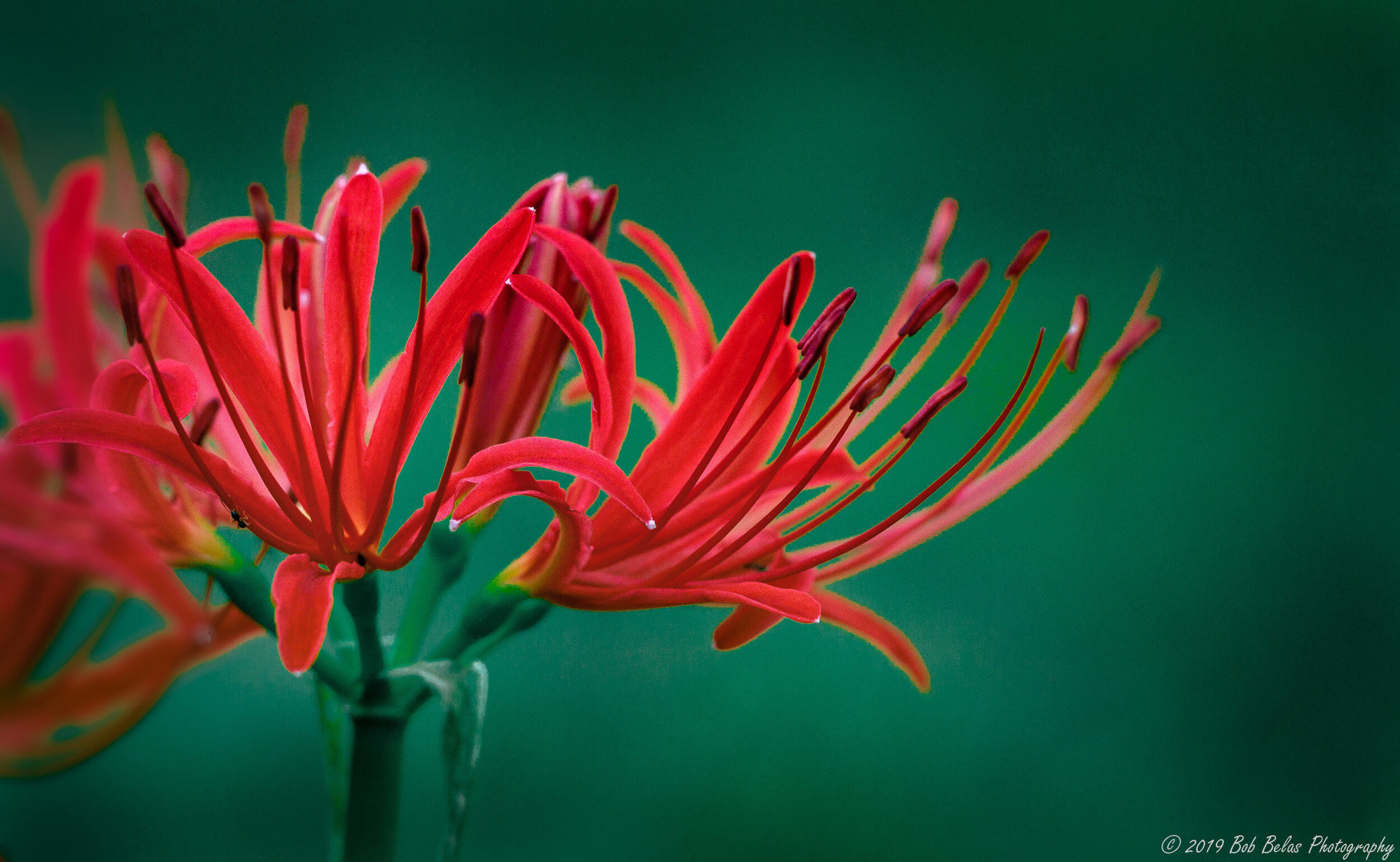 Red Spider Lily 4k Wallpapers - Wallpaper Cave