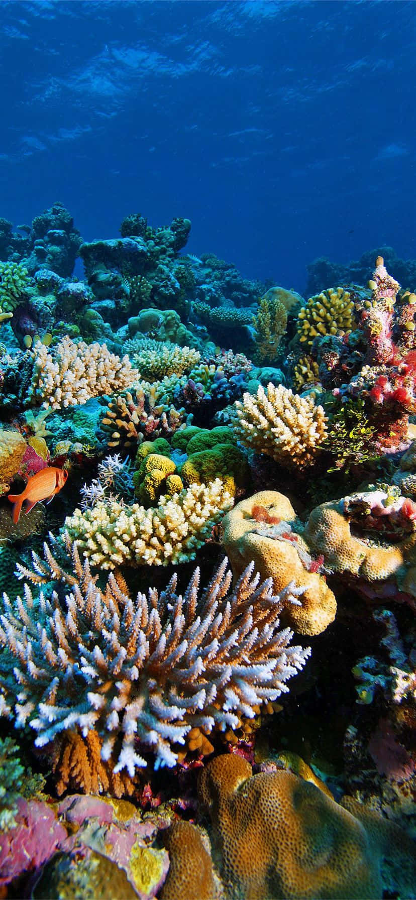 Reef Phone Wallpapers - Wallpaper Cave