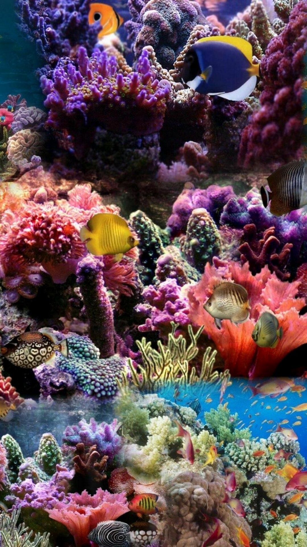 Reef Phone Wallpapers - Wallpaper Cave