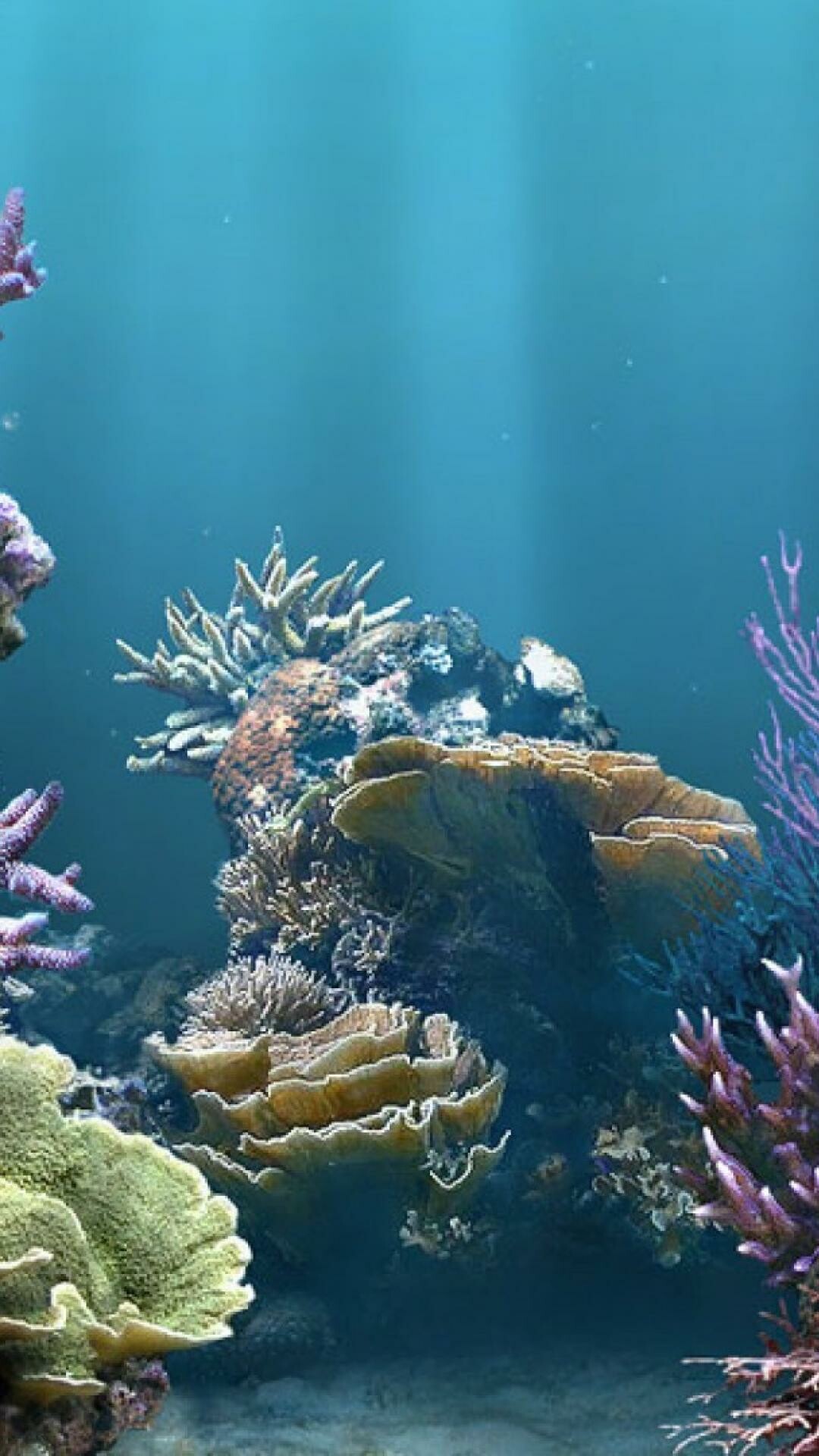 Reef Phone Wallpapers - Wallpaper Cave