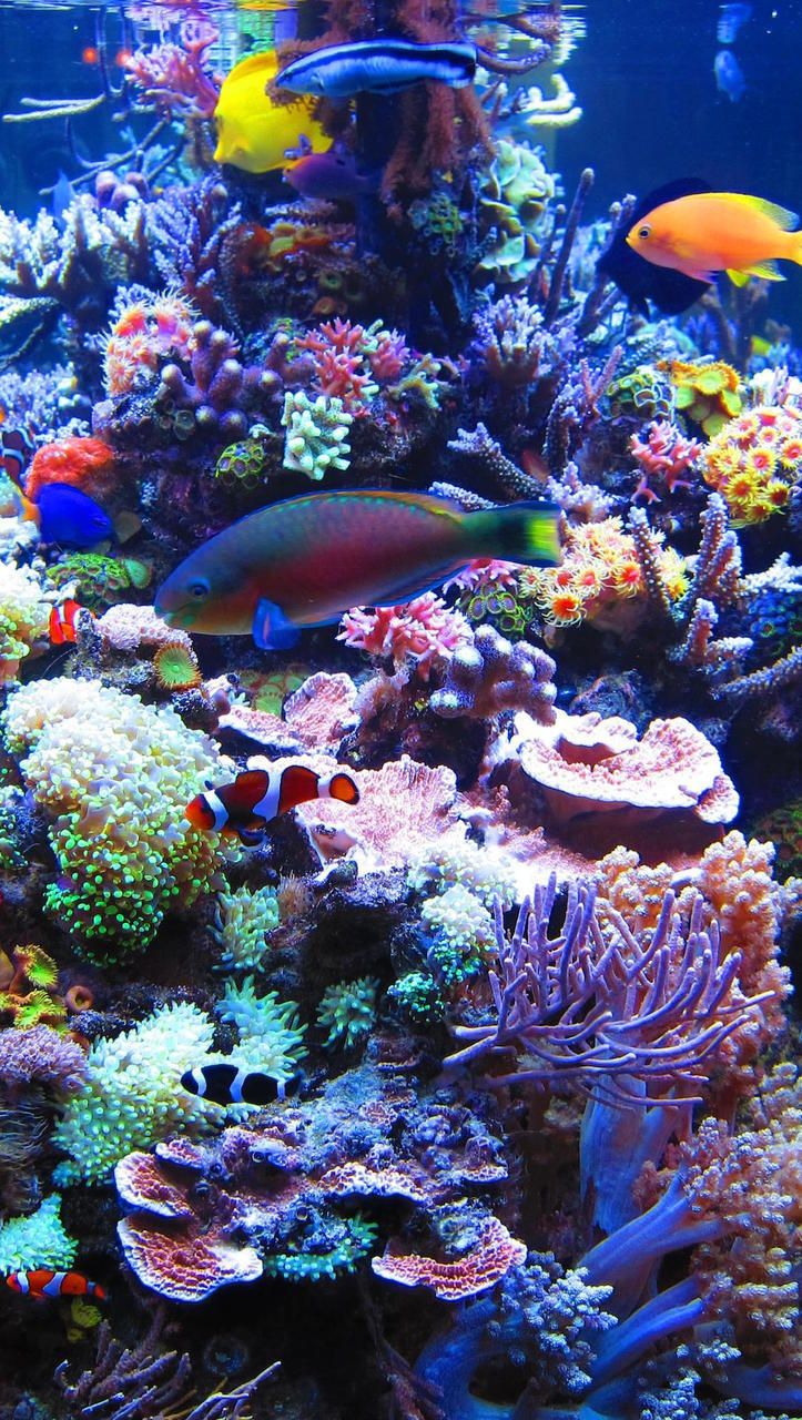 Reef Phone Wallpapers - Wallpaper Cave