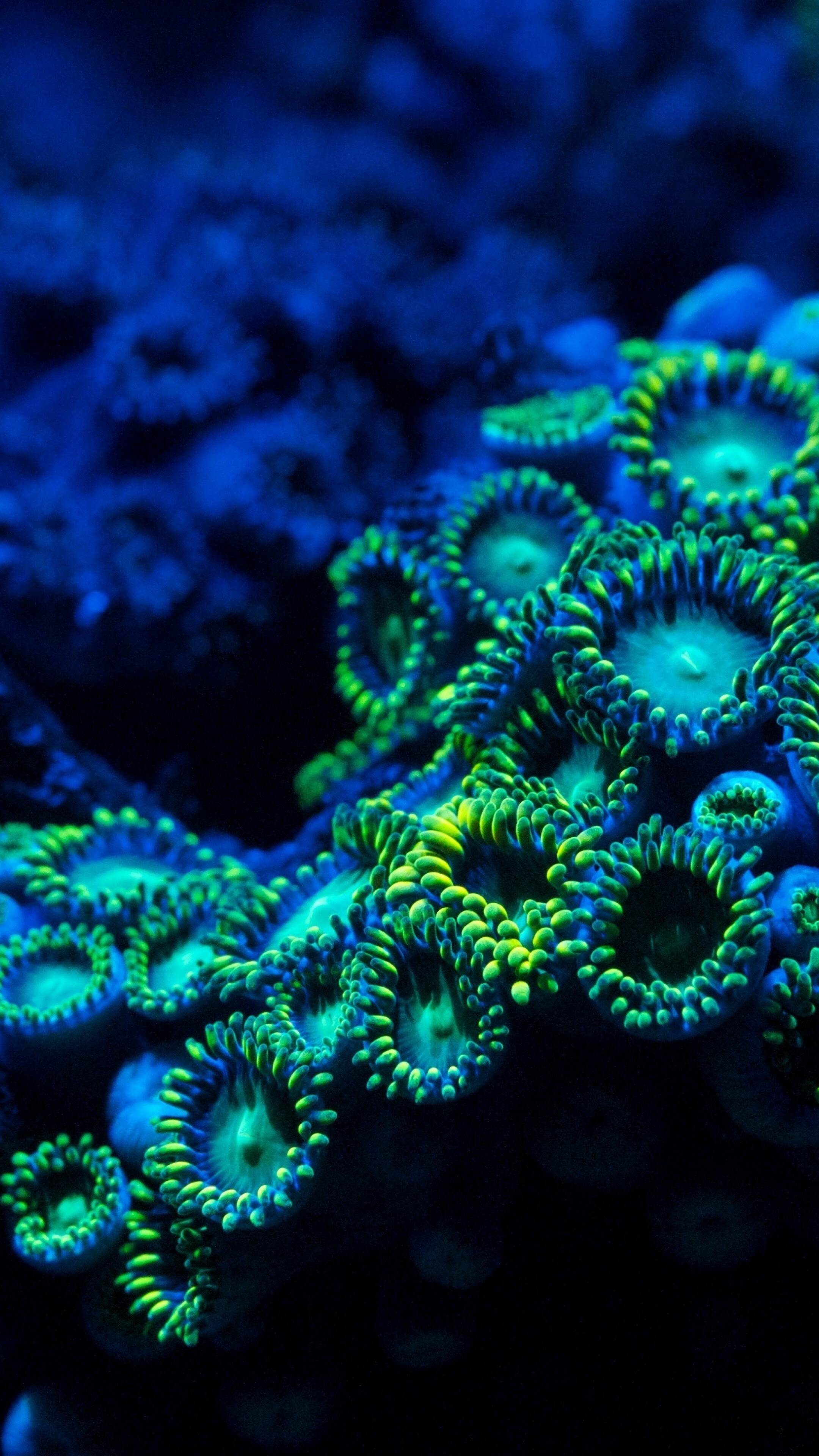 Reef Phone Wallpapers - Wallpaper Cave