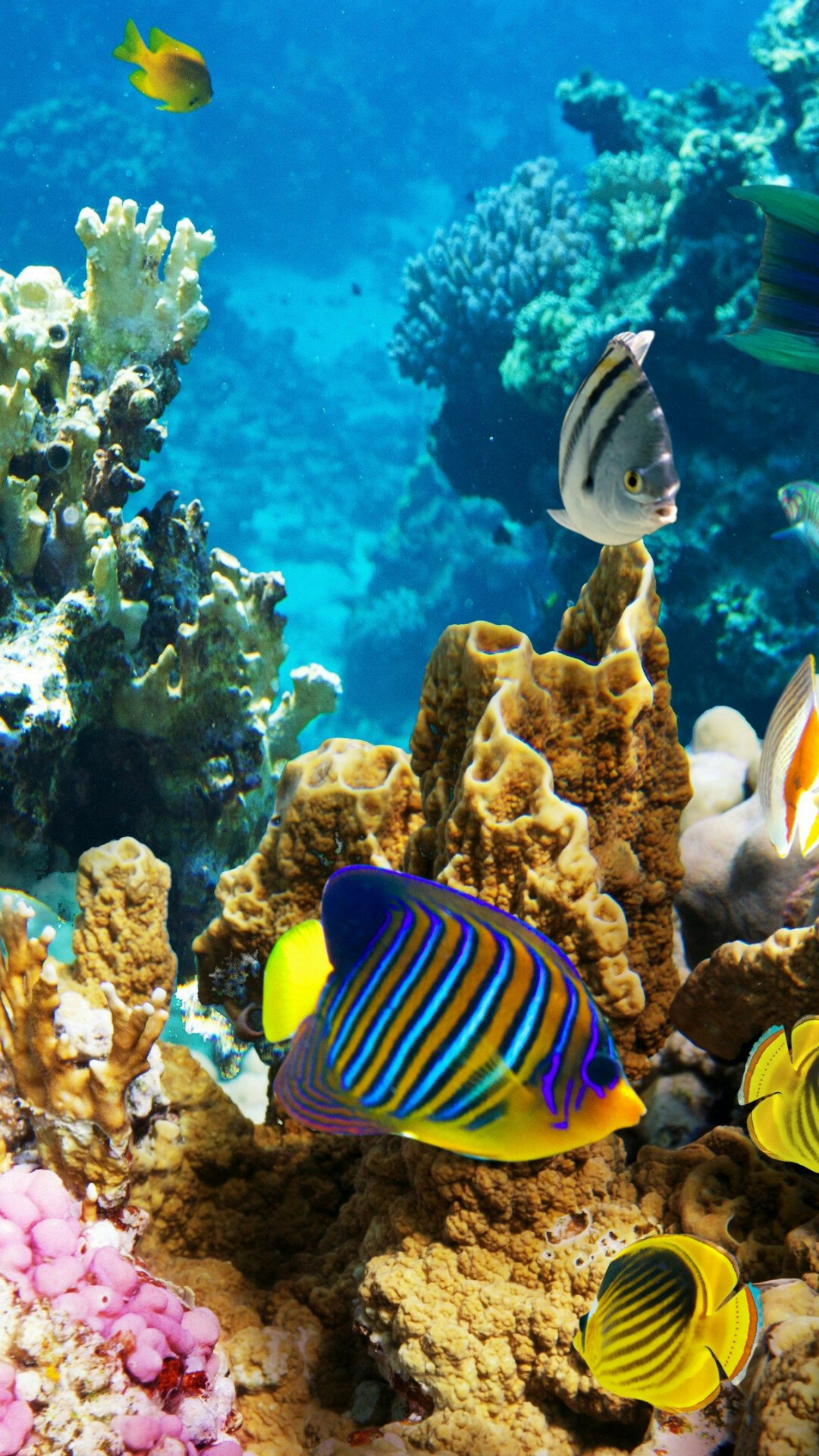 Reef Phone Wallpapers - Wallpaper Cave