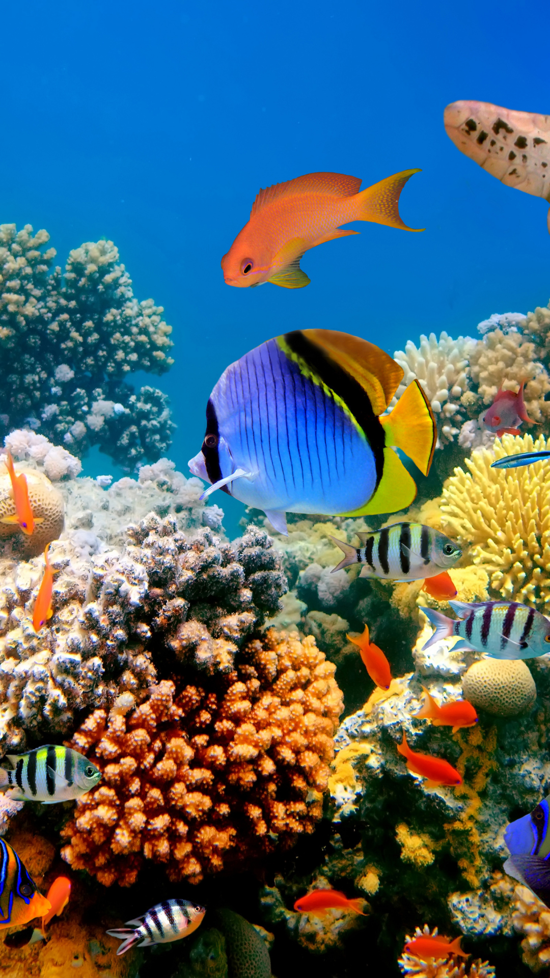 Reef Phone Wallpapers - Wallpaper Cave