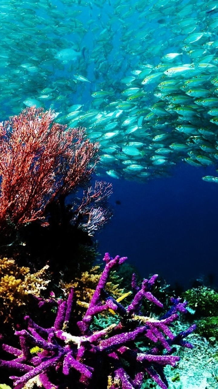 Reef Phone Wallpapers - Wallpaper Cave